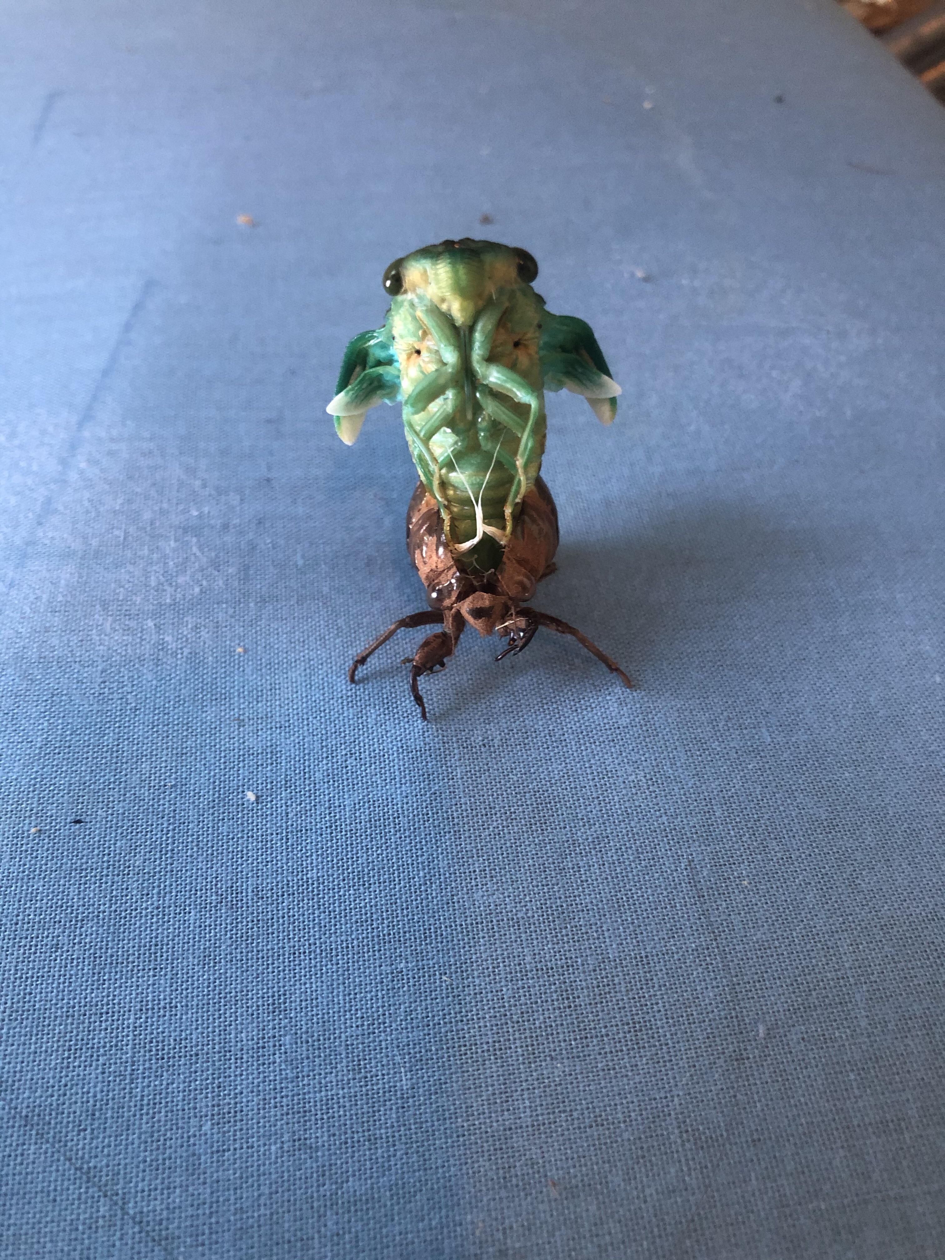 Molting Cicada | Scrolller