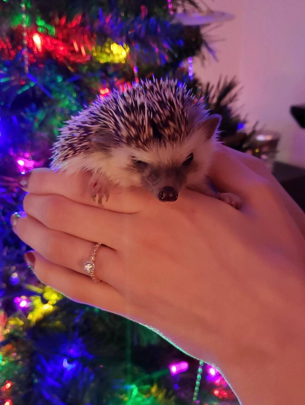 Mom And Dad Got Engaged Scrolller