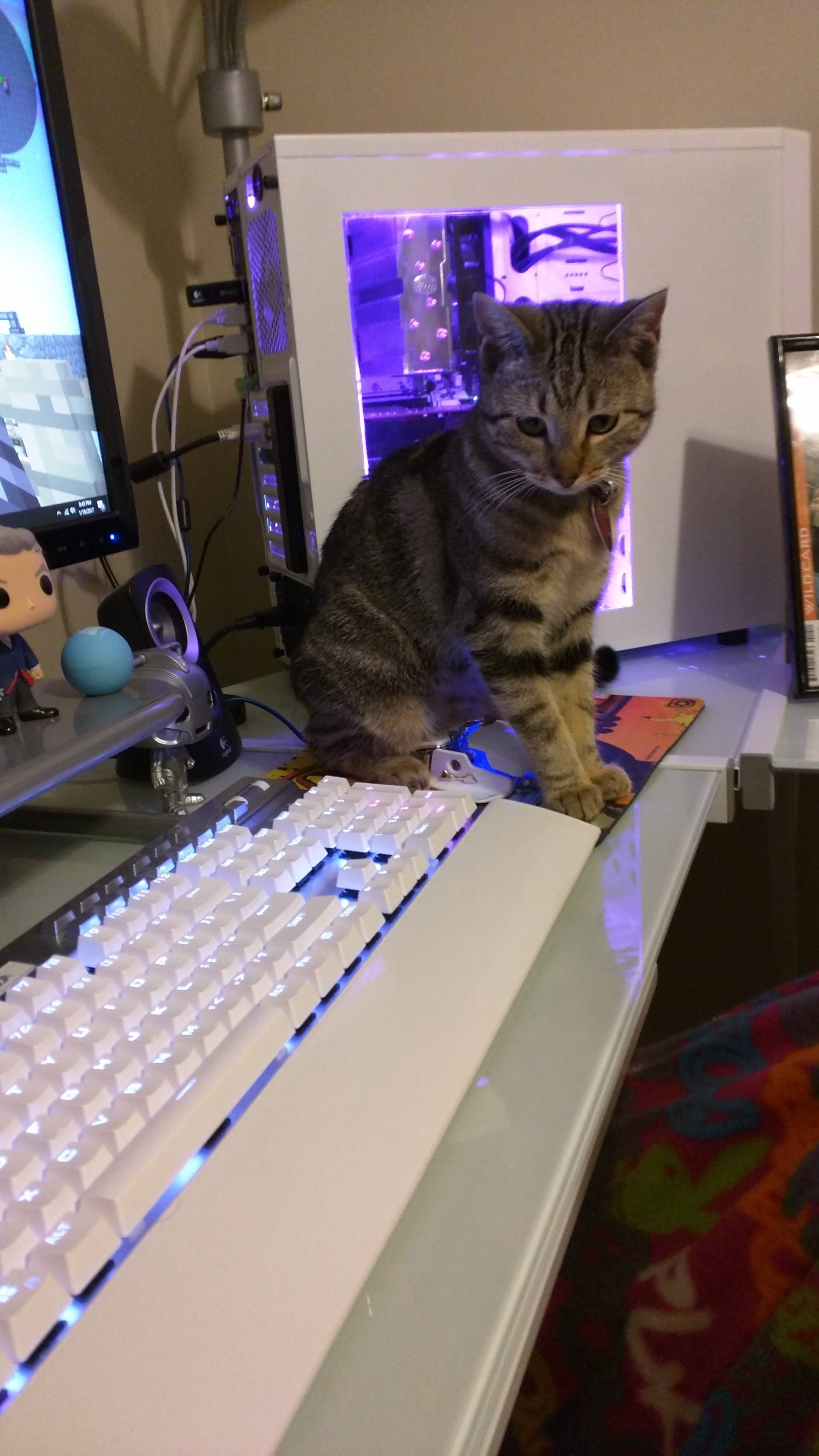 Mom! Dad! Look! I caught a mouse! | Scrolller