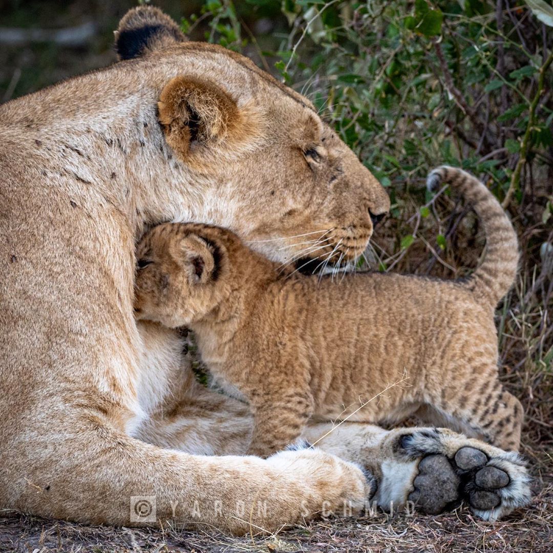 Mom Hugs Cub | Scrolller