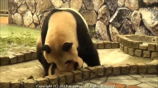 Momma panda cuddles up with baby panda | Scrolller