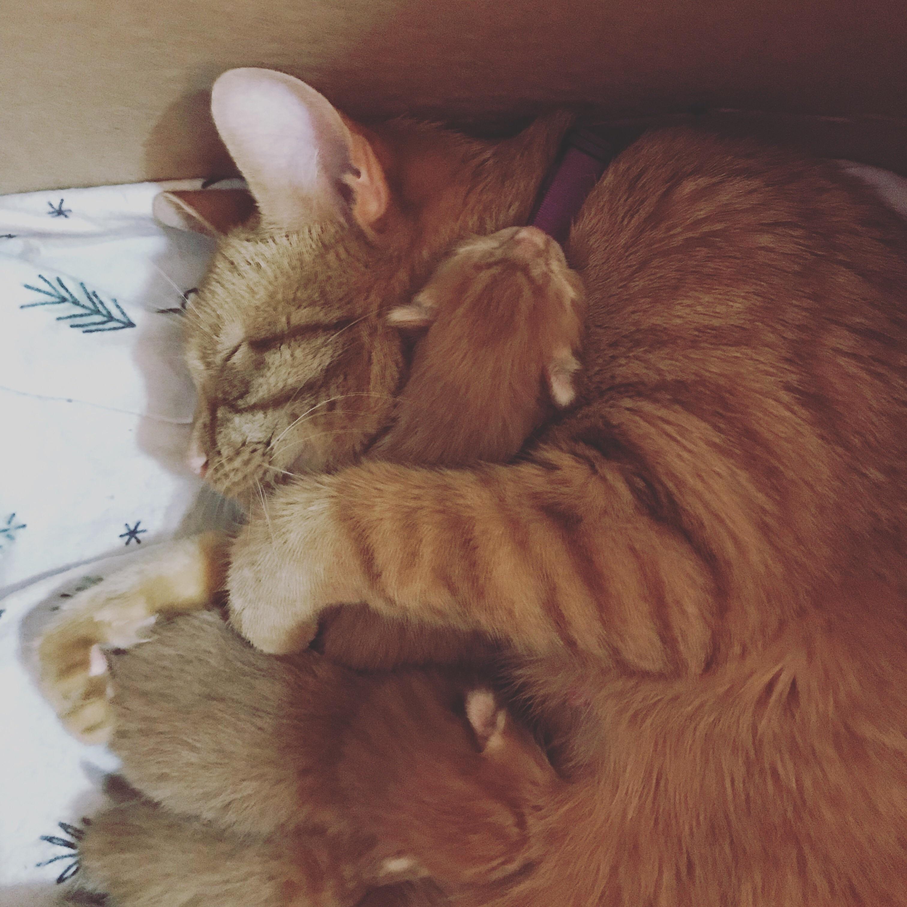 Momma snuggles are the best snuggles | Scrolller