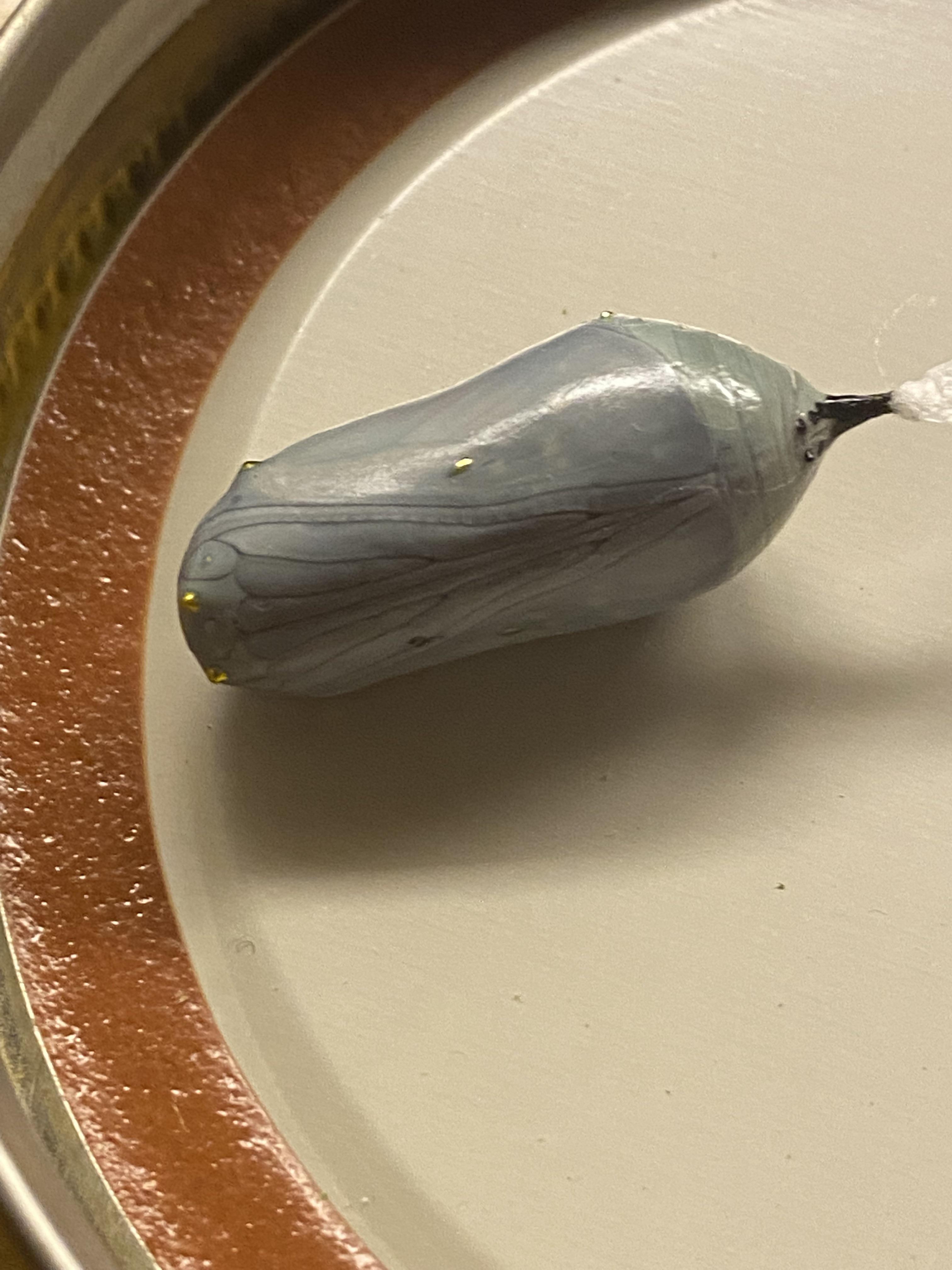Monarch chrysalis the night before it hatches. | Scrolller