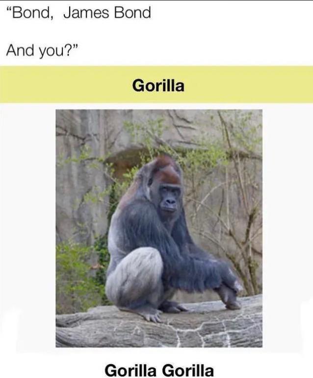 Monke....monke monke | Scrolller