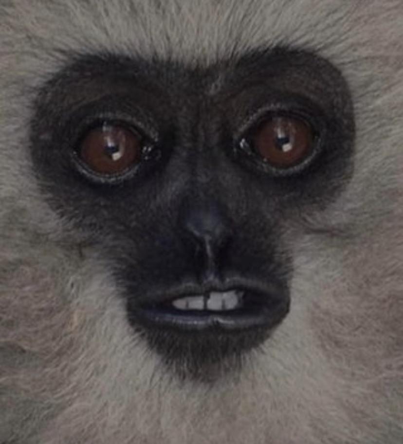 monke rule | Scrolller