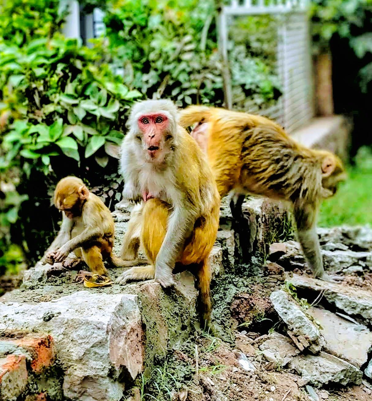 Monkey family visiting my house! | Scrolller