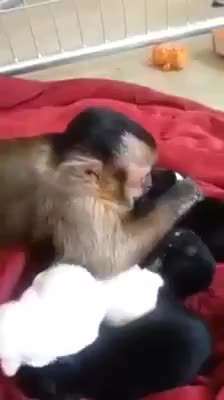 Monkey love the puppies. | Scrolller