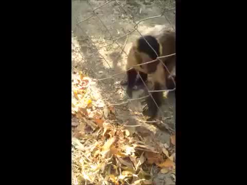 Monkey smart | Scrolller