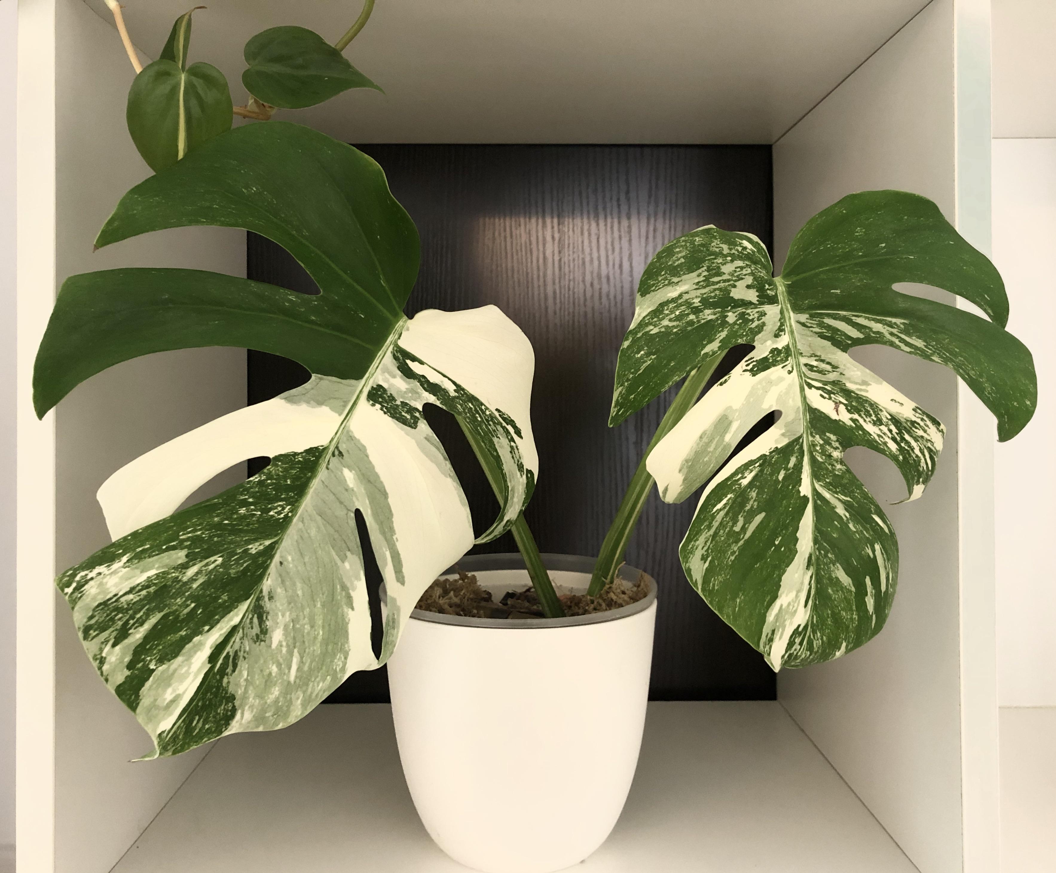 Monstera Borsigiana Albo Variegata sitting pretty | Scrolller