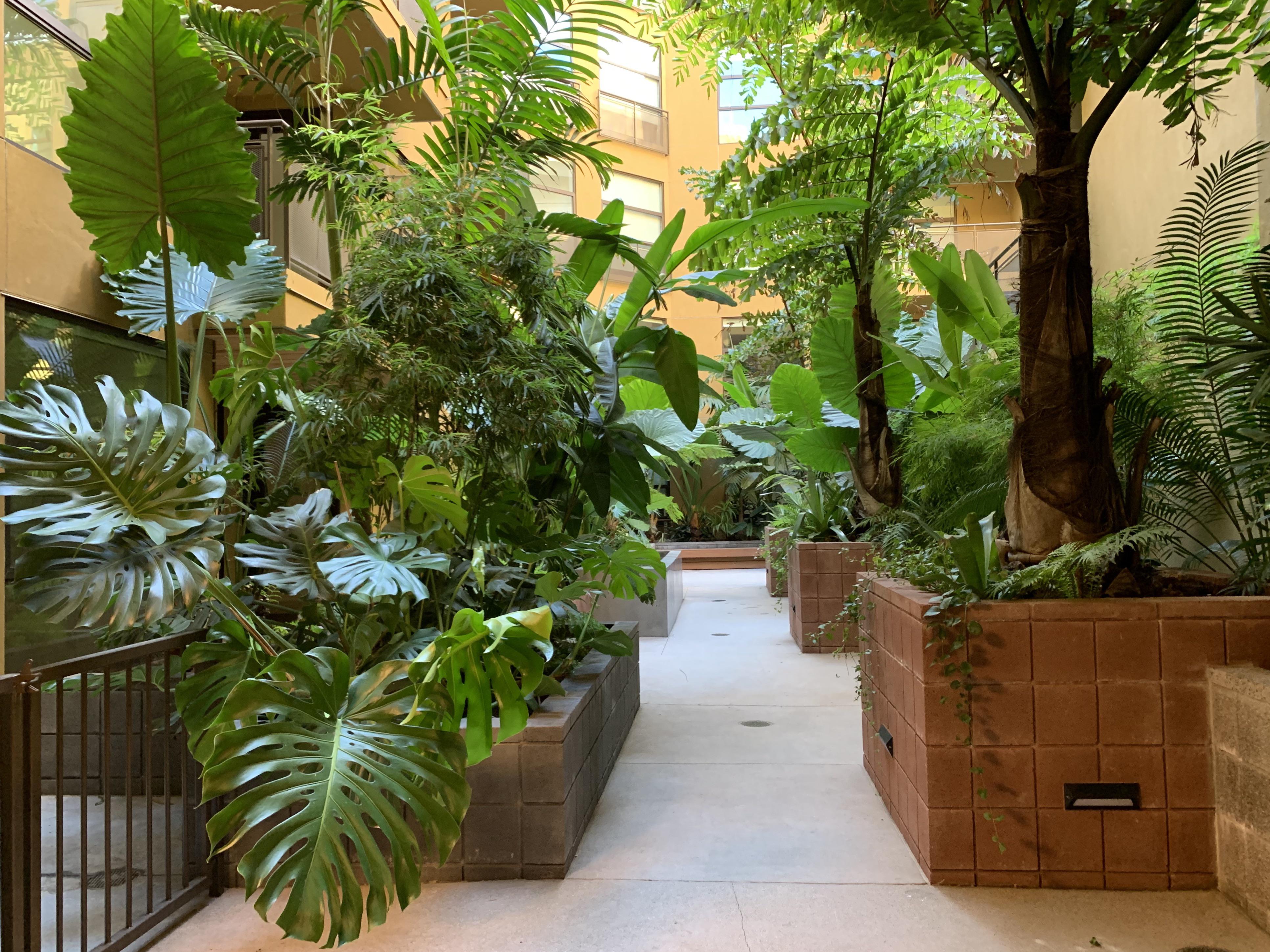 Monsteras at our apartment’s courtyard | Scrolller