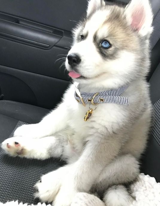 Moon Moon in training | Scrolller