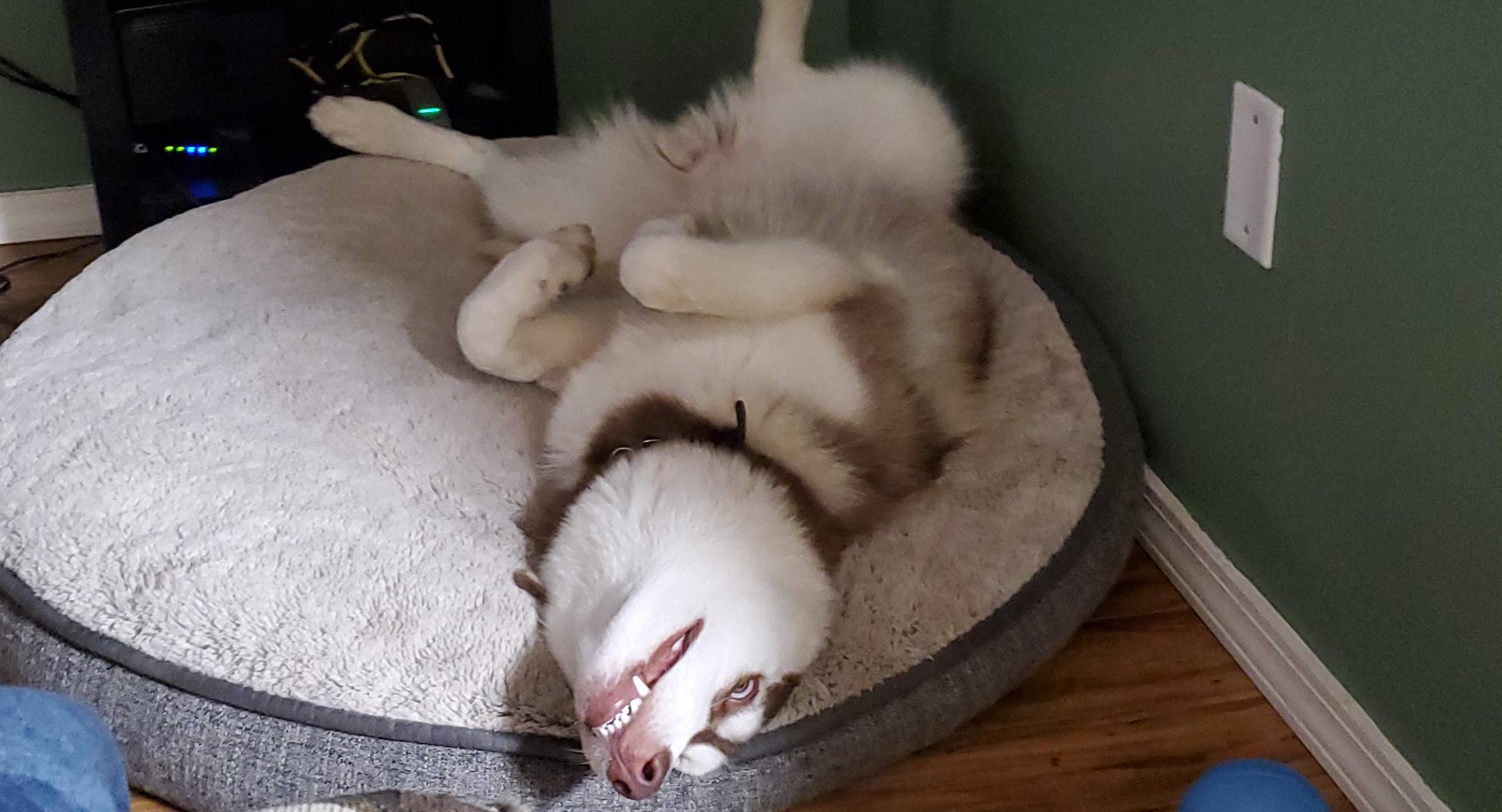 Moon moon is comfy | Scrolller