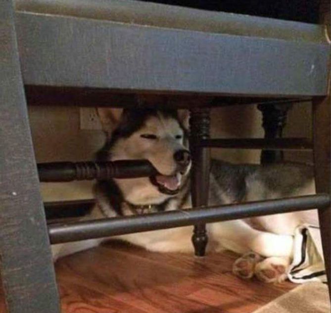 Moon Moon is just resting his head | Scrolller