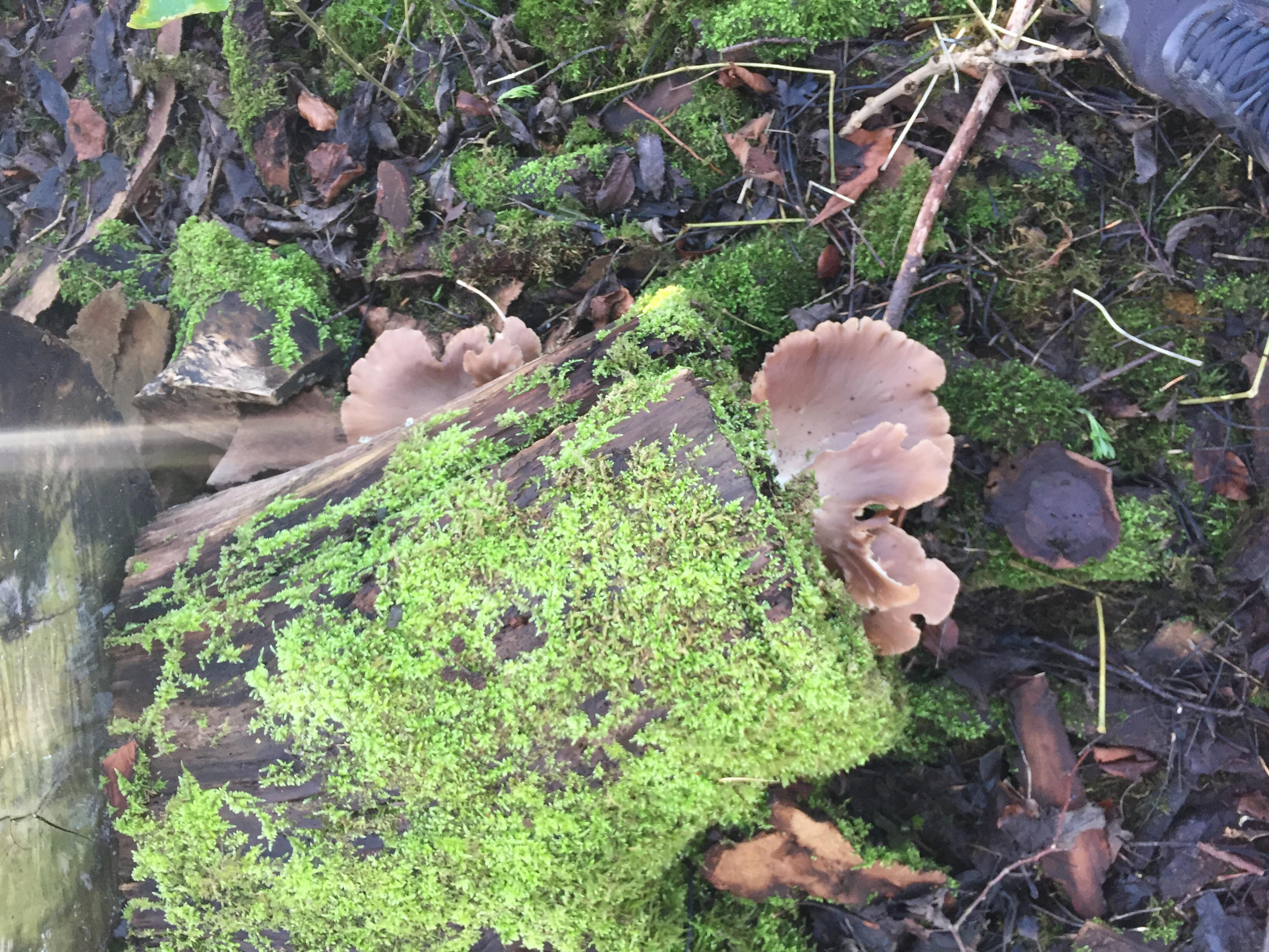 more oyster fungus and moss | Scrolller