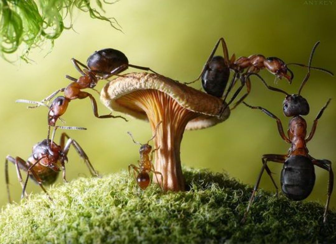 More spectacular macro photography from andrey pavlov I cannot help but be amazed by the detail ...
