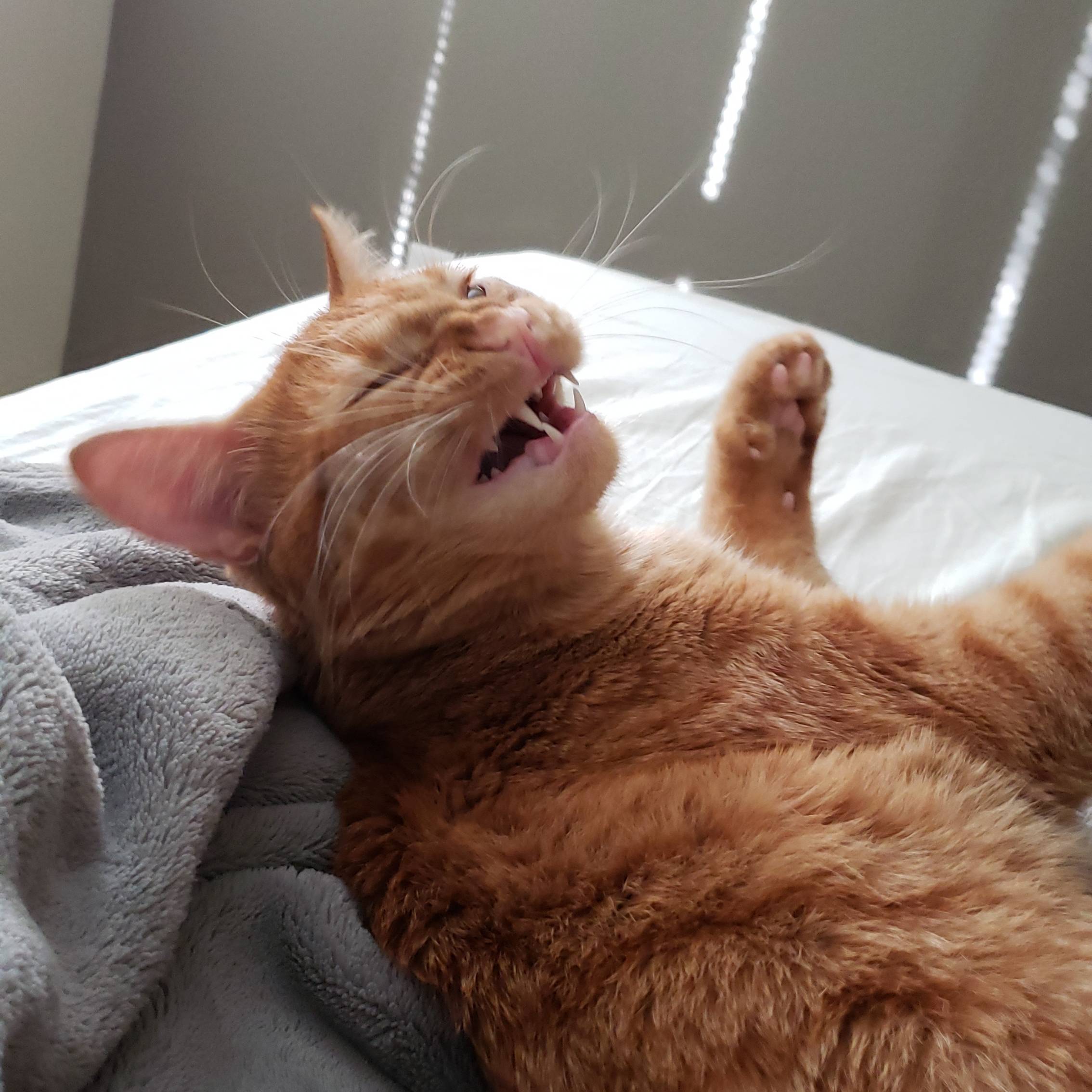 Morning scrunge | Scrolller