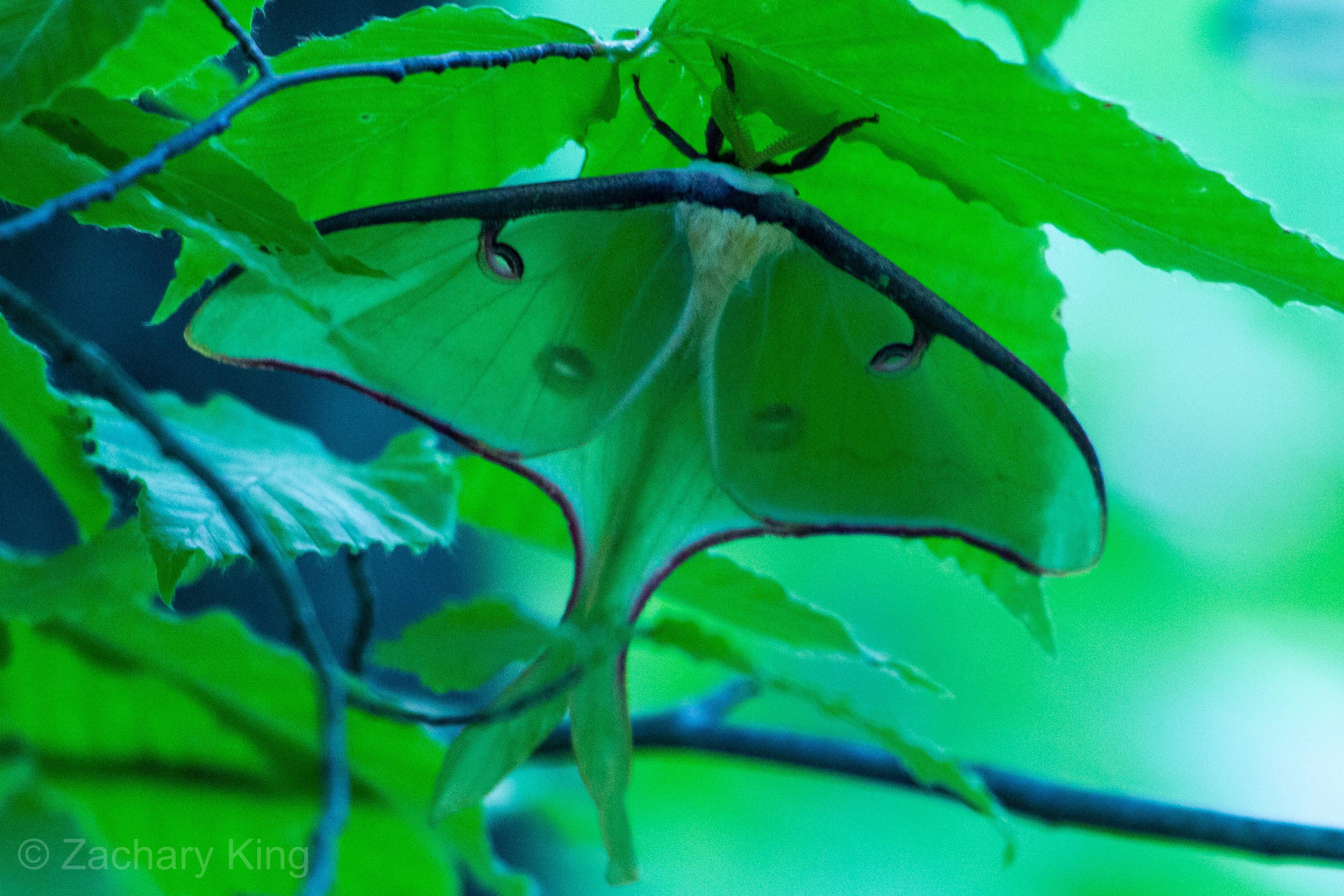 Morning views of a Luna moth nestled beneath a leaf | Scrolller