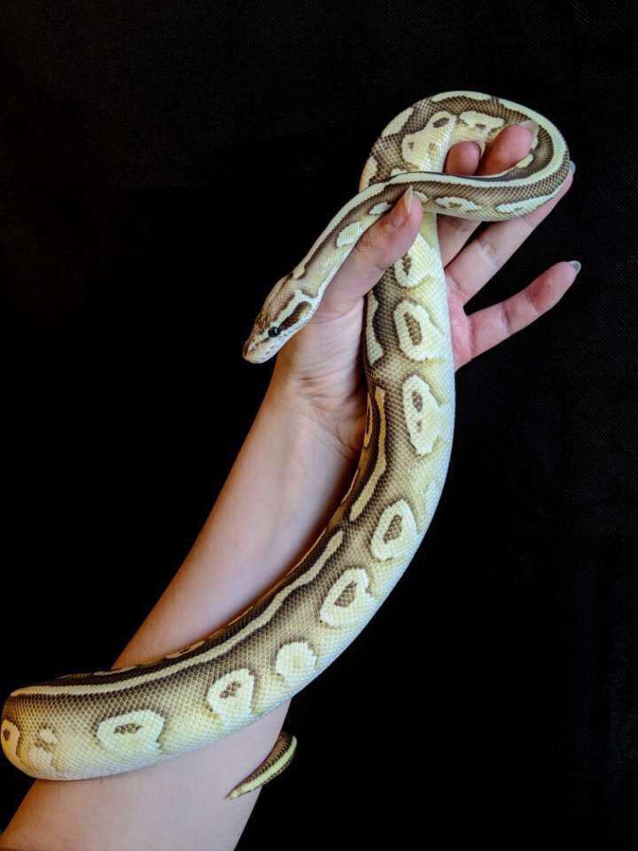 Morph ID? Also, what would the outcome of breeding with male yellow belly be | Scrolller