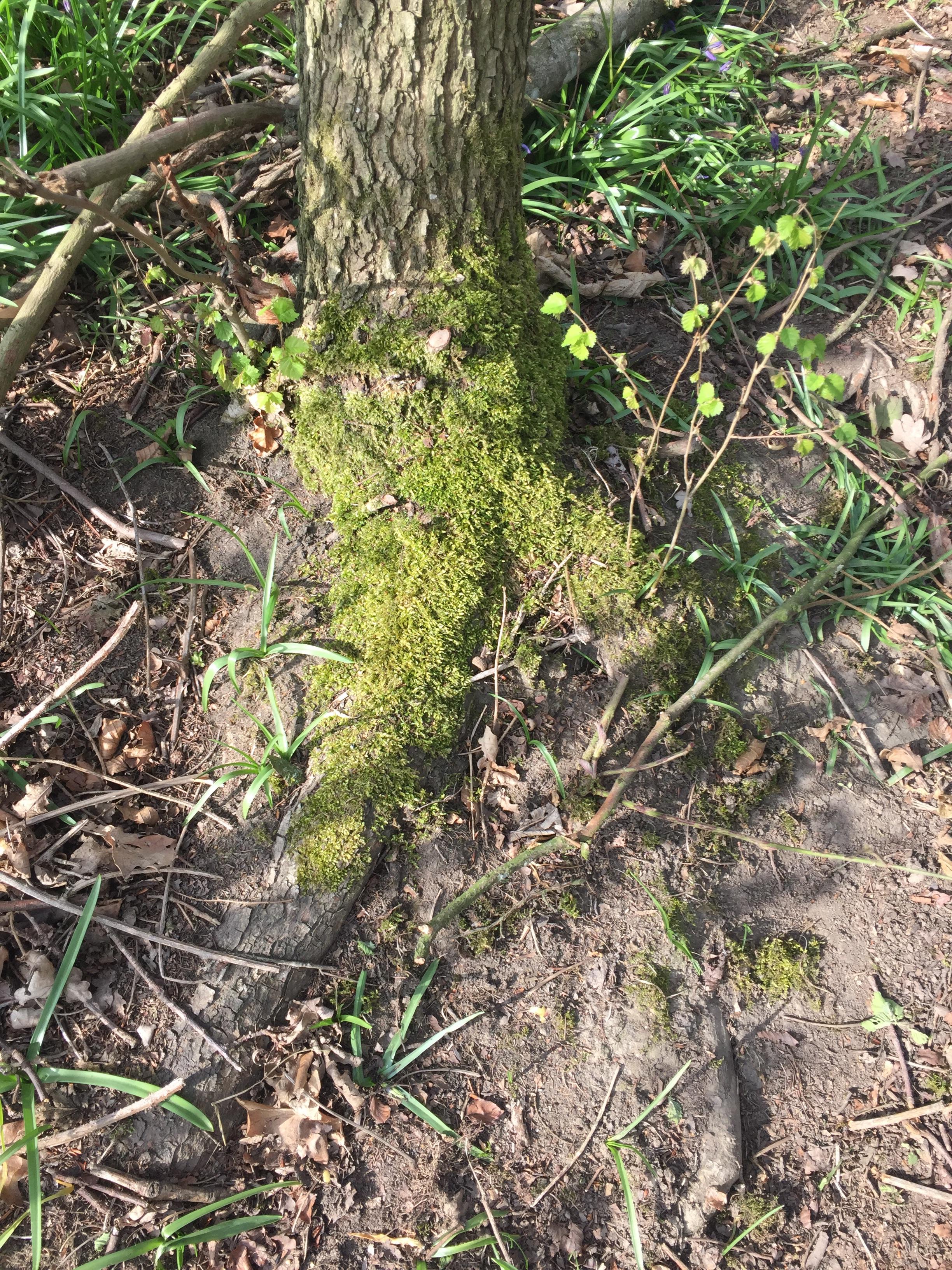 moss by a tree | Scrolller