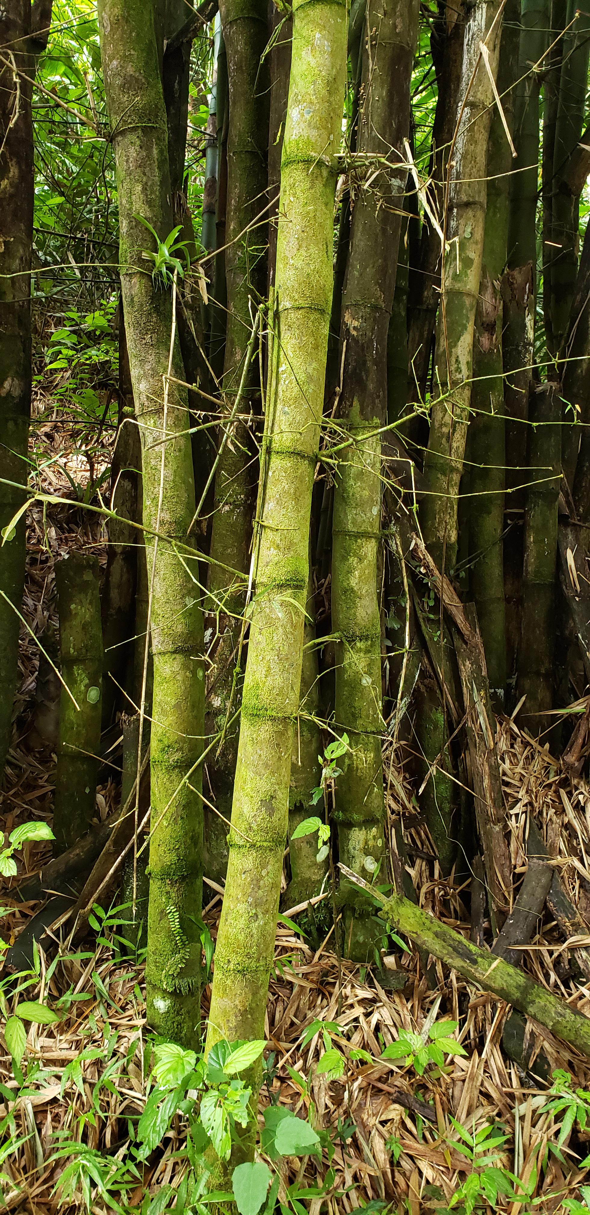 Moss Covered Bamboo, El Yunque National Forest | Scrolller