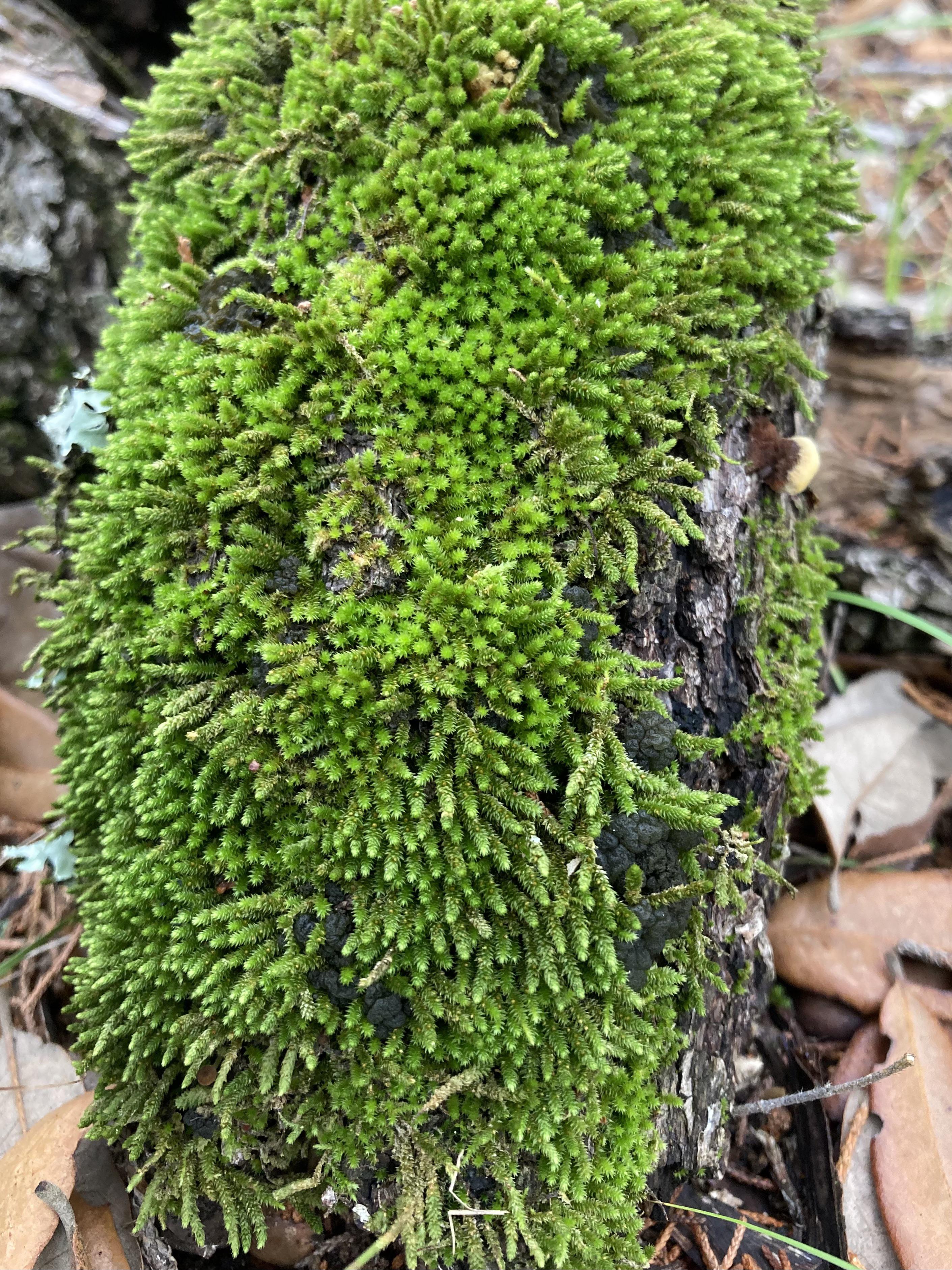 Moss on a Log | Scrolller