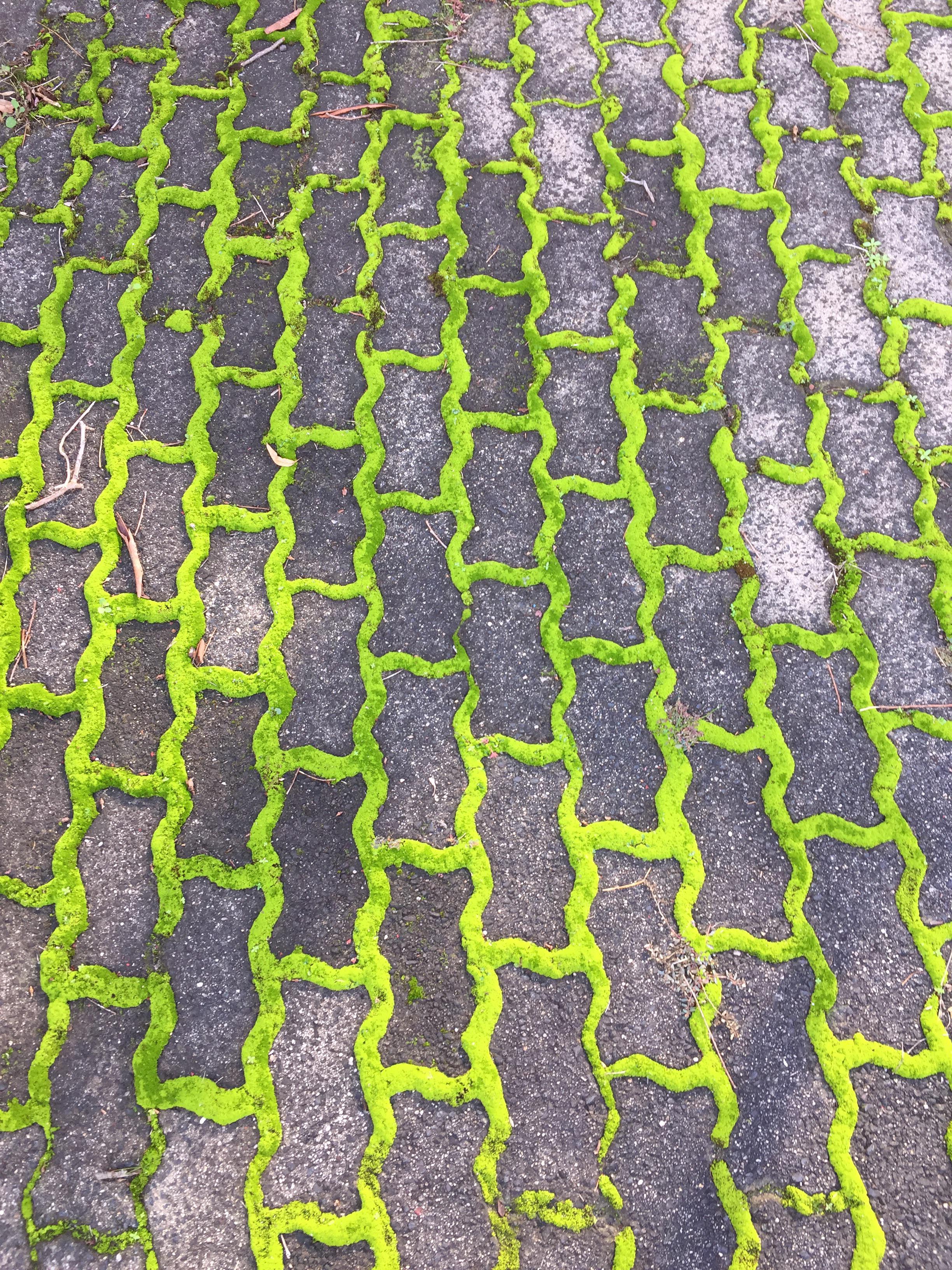 Moss outlining these bricks | Scrolller