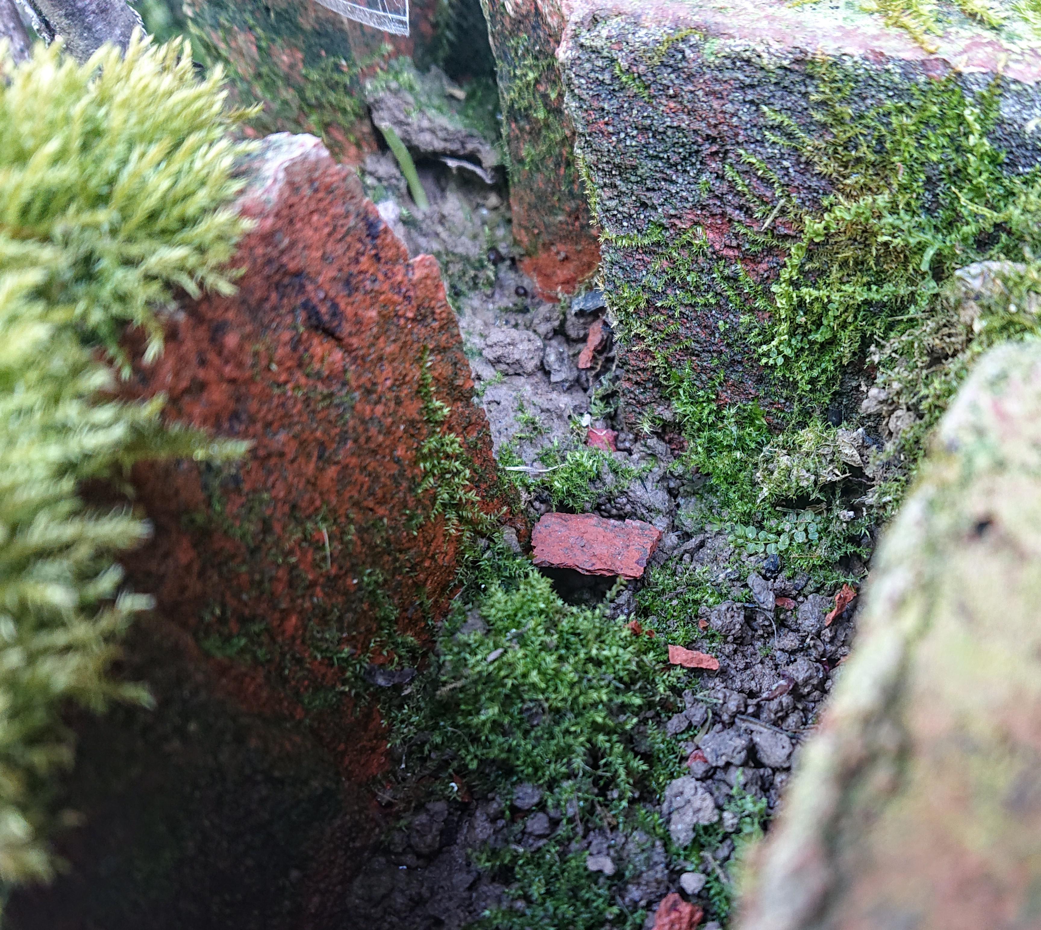 Moss vines climbing brick walls | Scrolller