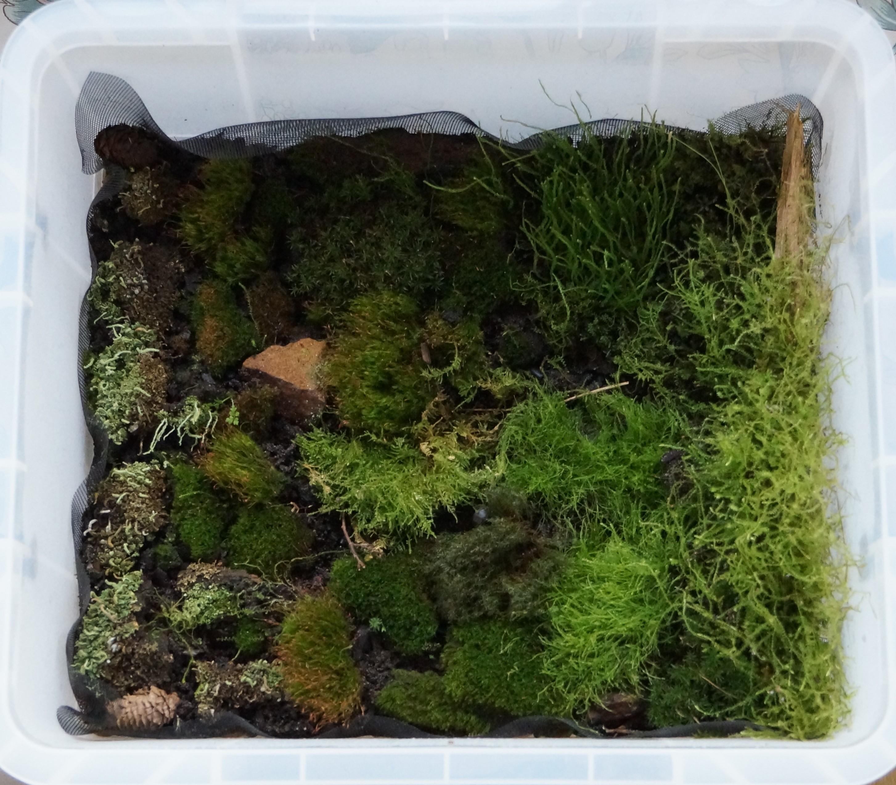 Mossy box | Scrolller