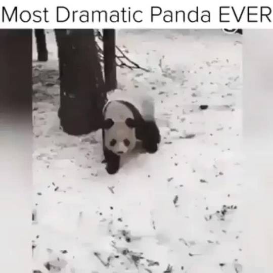 Most dramatic panda ever | Scrolller