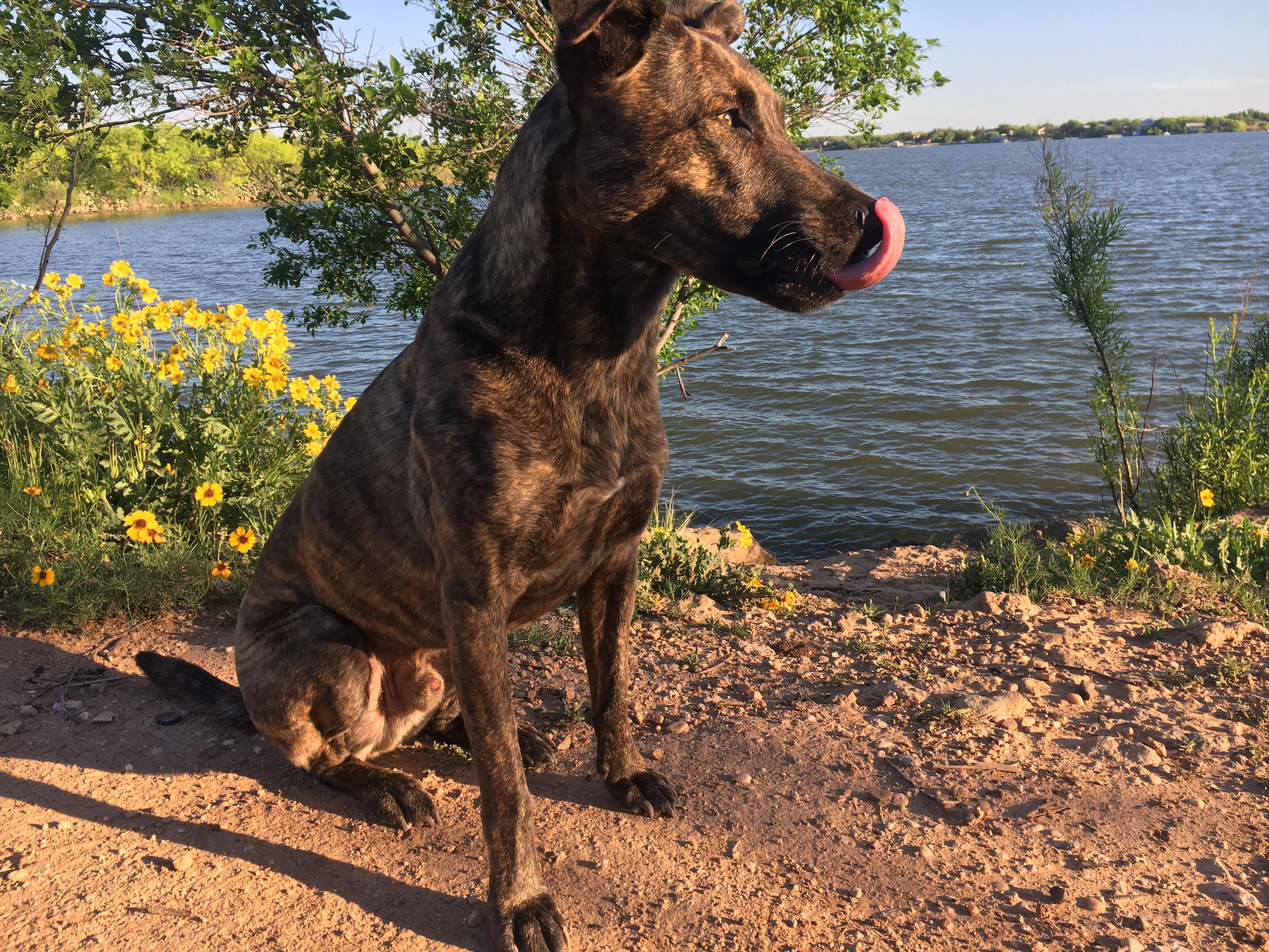 Most handsome and noble mlem | Scrolller