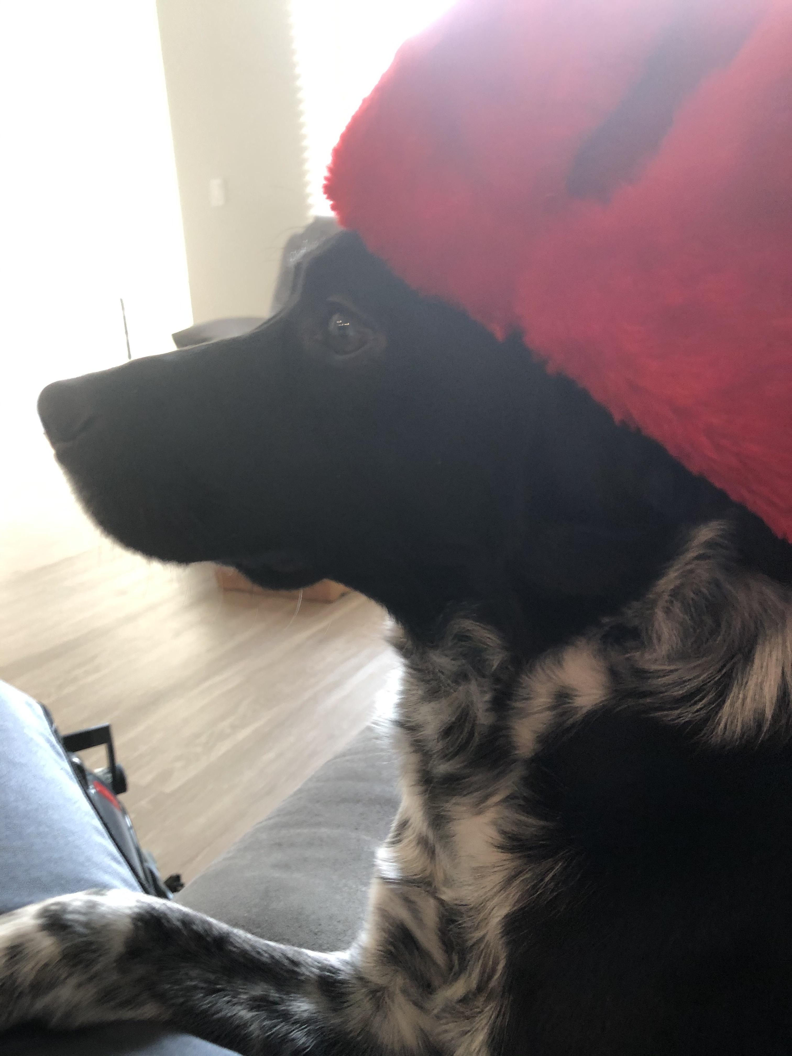 Most handsome cattle dog dingo mix | Scrolller