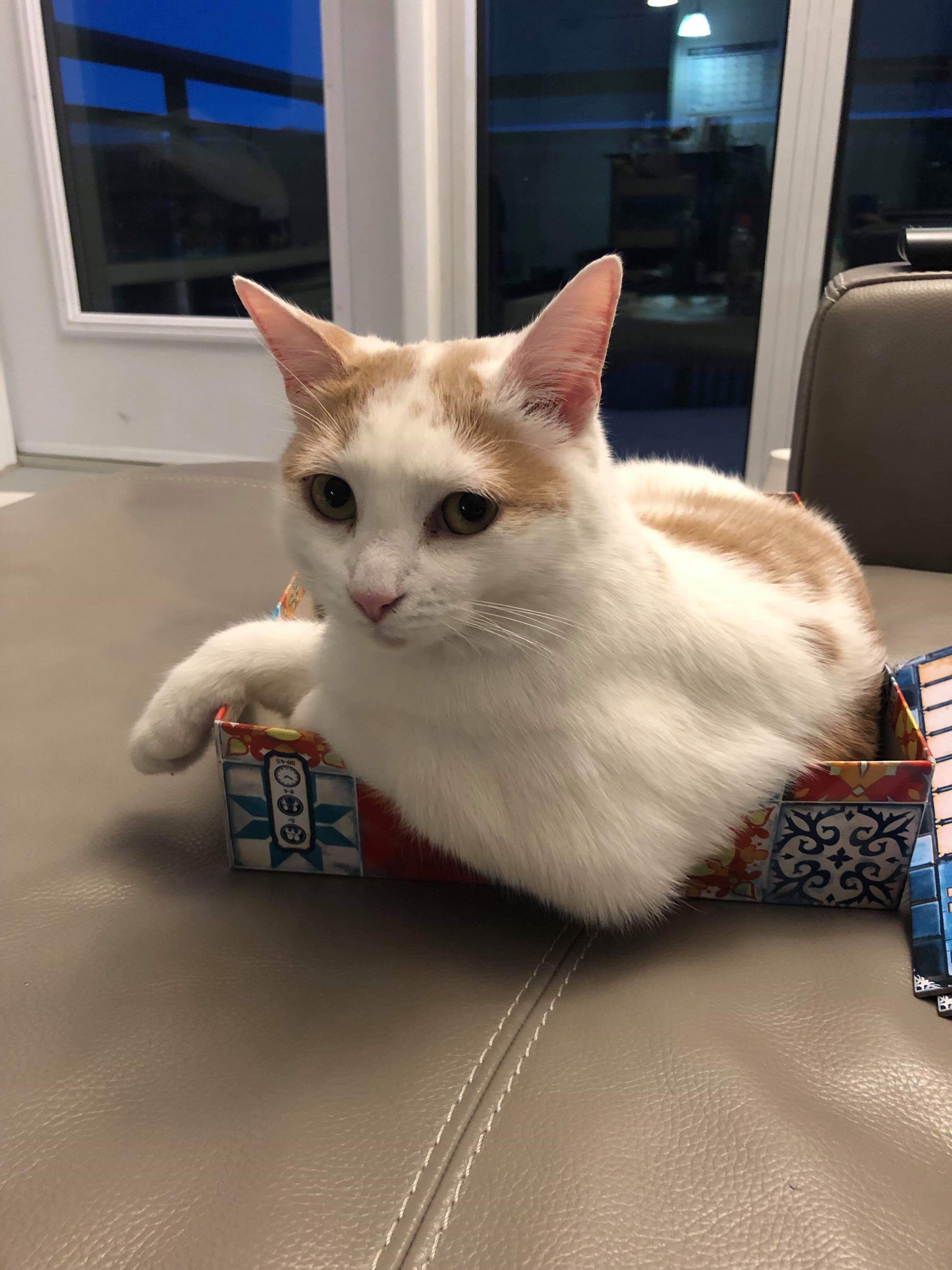 Most interesting cat in the box | Scrolller