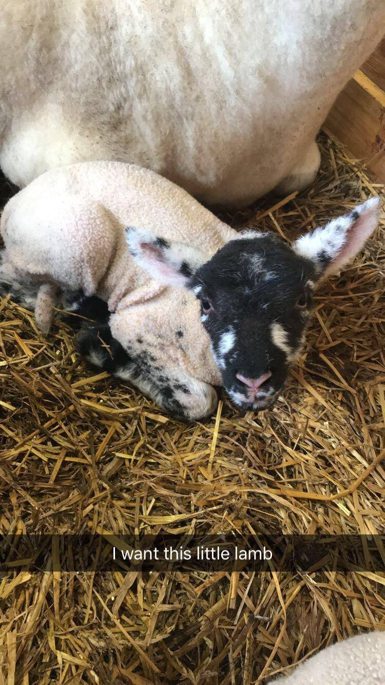 Most interesting lamb from this lambing season | Scrolller