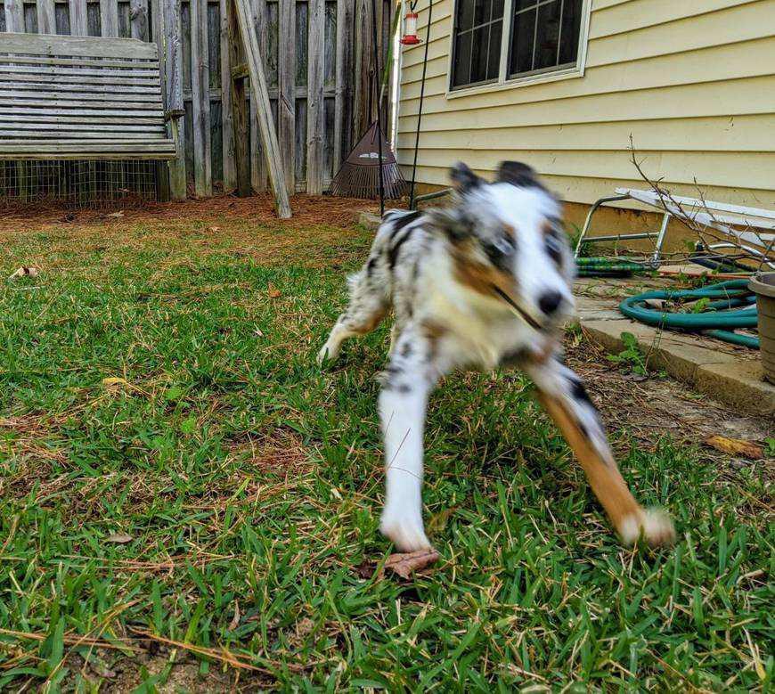 Most miniaussie pic ever? (Hi speed mode engaged) | Scrolller