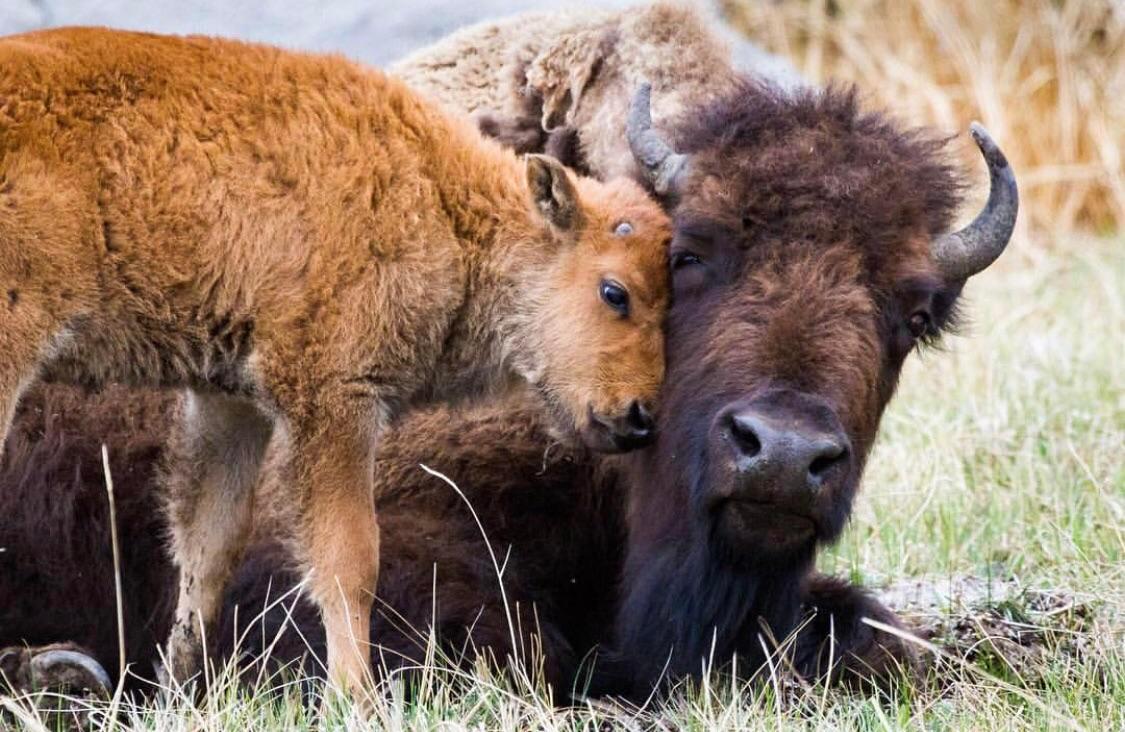 Mother Bison and Sweet Little Calf | Scrolller