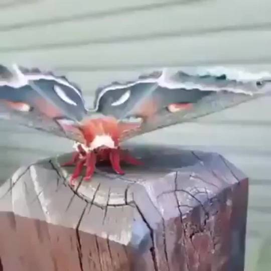 Pokemon MOth | Scrolller