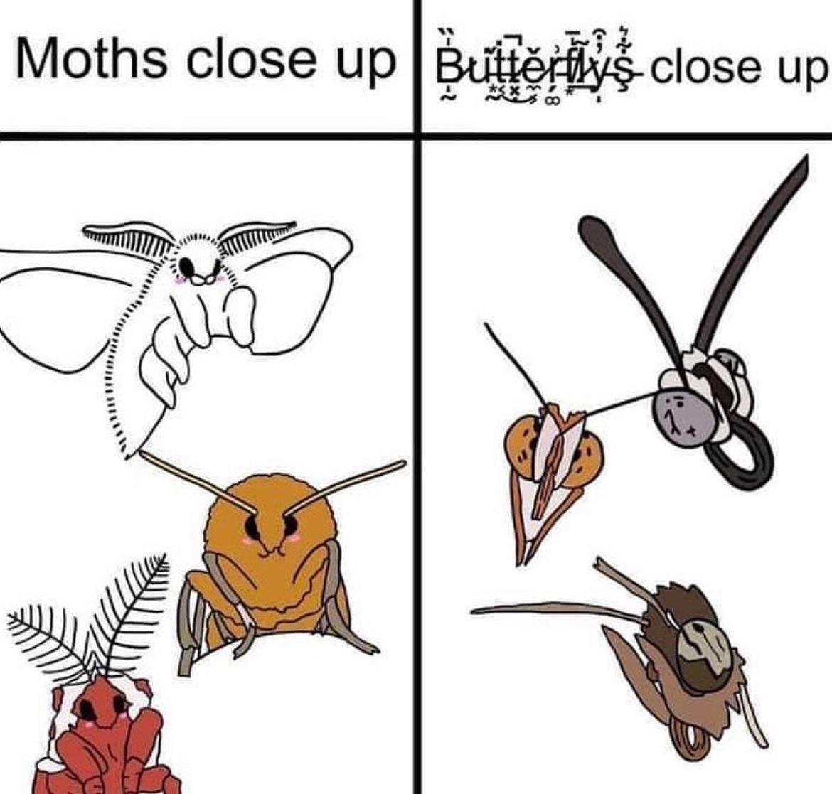 Moths Rule | Scrolller