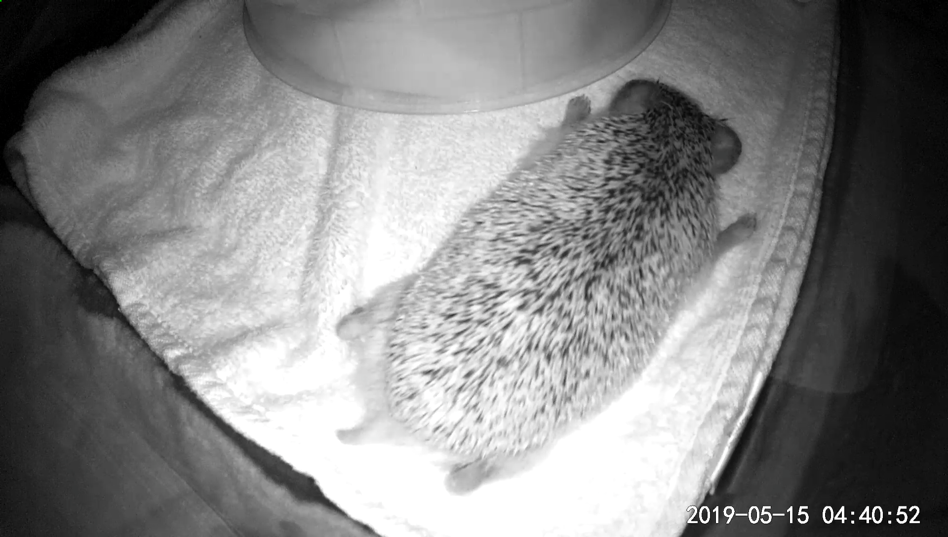 Moved the camera to see what Dilly does when he's under it. | Scrolller