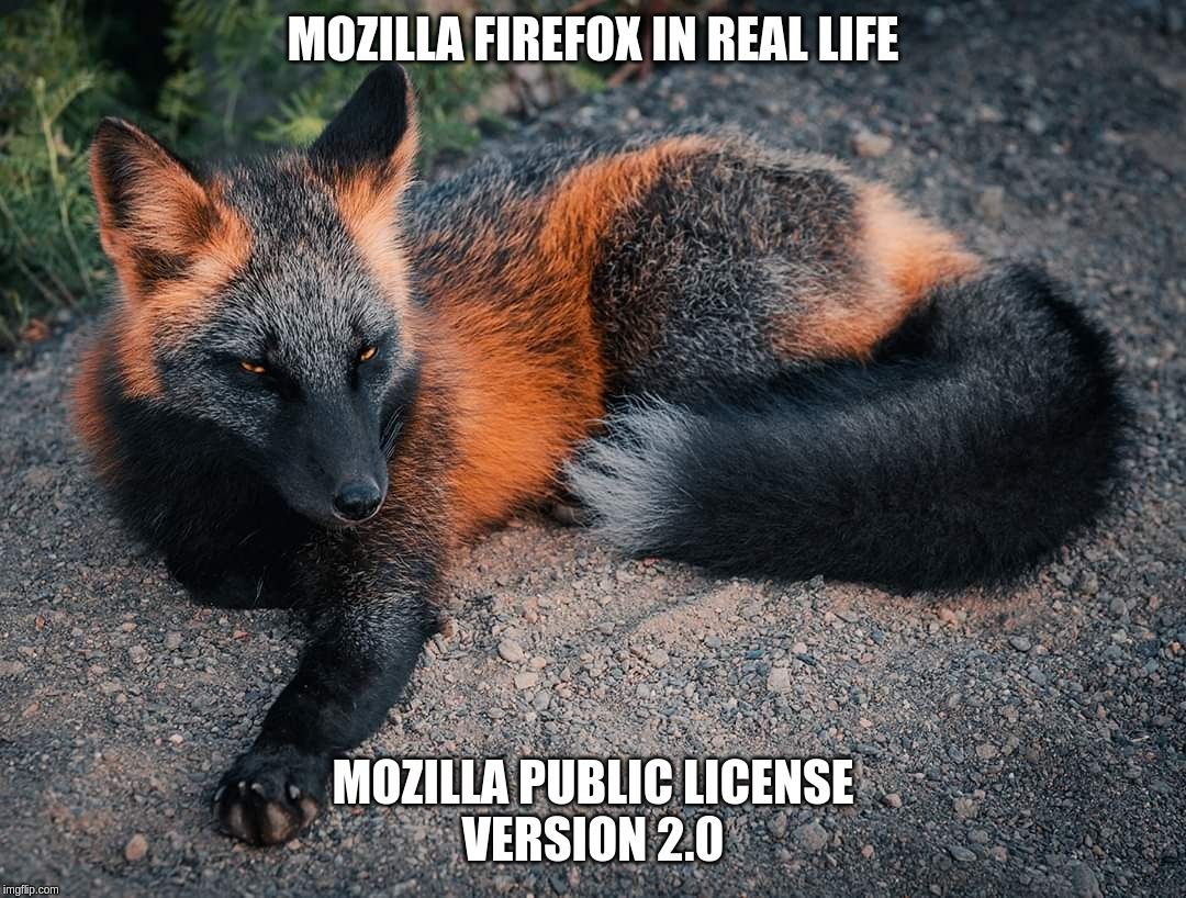 Mozilla FireFox in real life | Scrolller