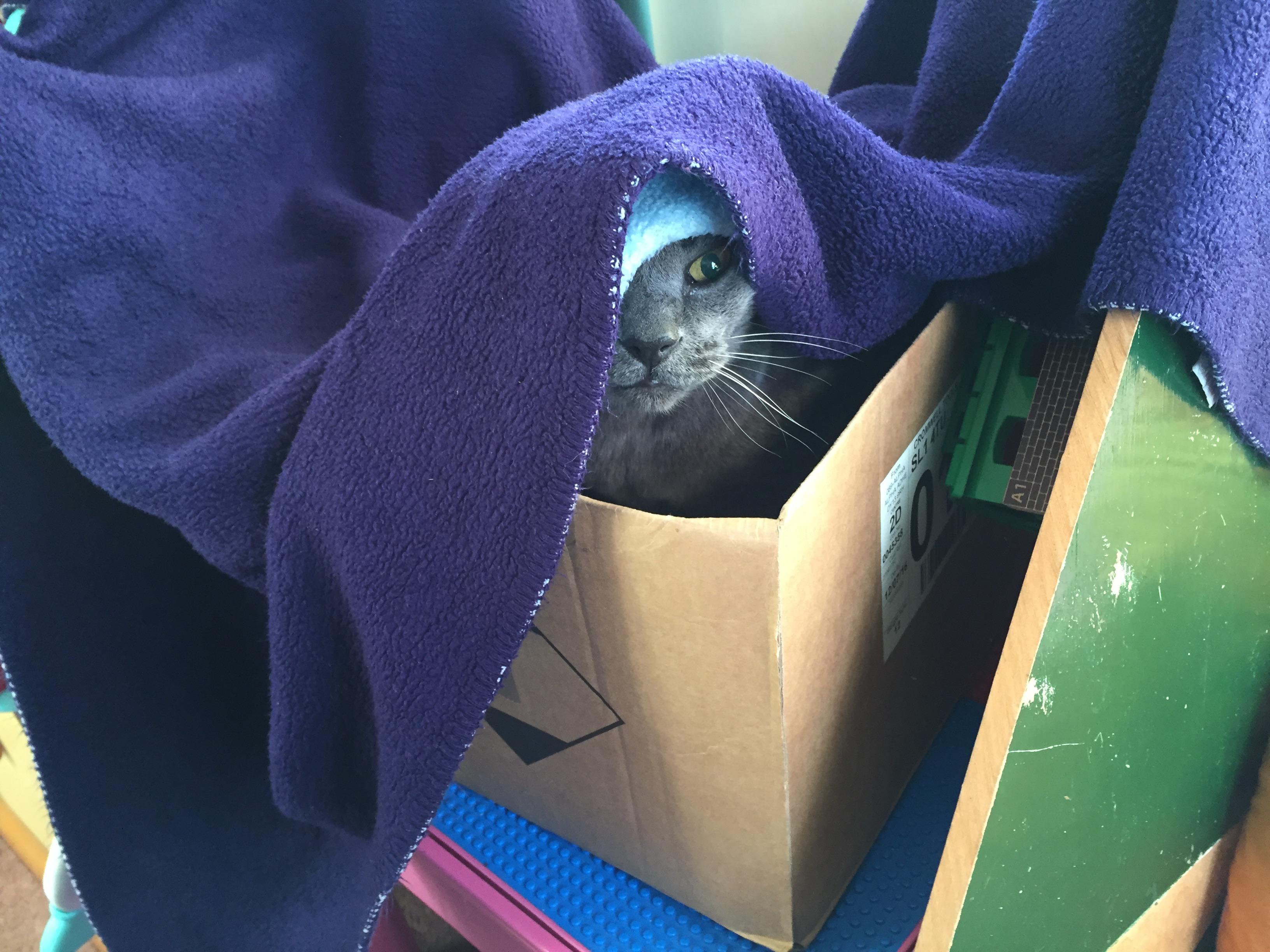 Mr. Binx 2002 - 2019, always remembered as box and bag hunter | Scrolller