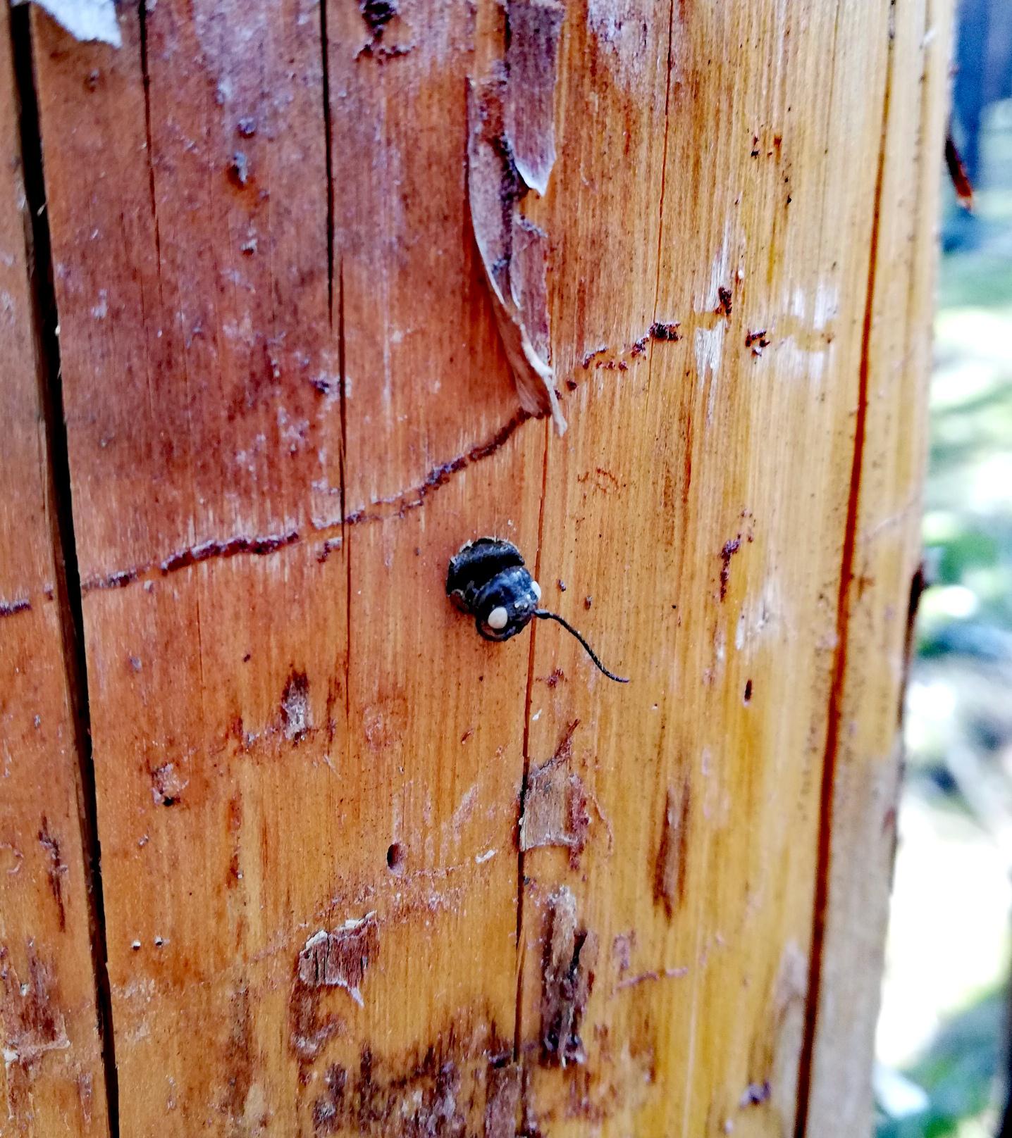 Mr Bug didn't think this through. Only head went out of hole in a dead tree, the rest was too ...