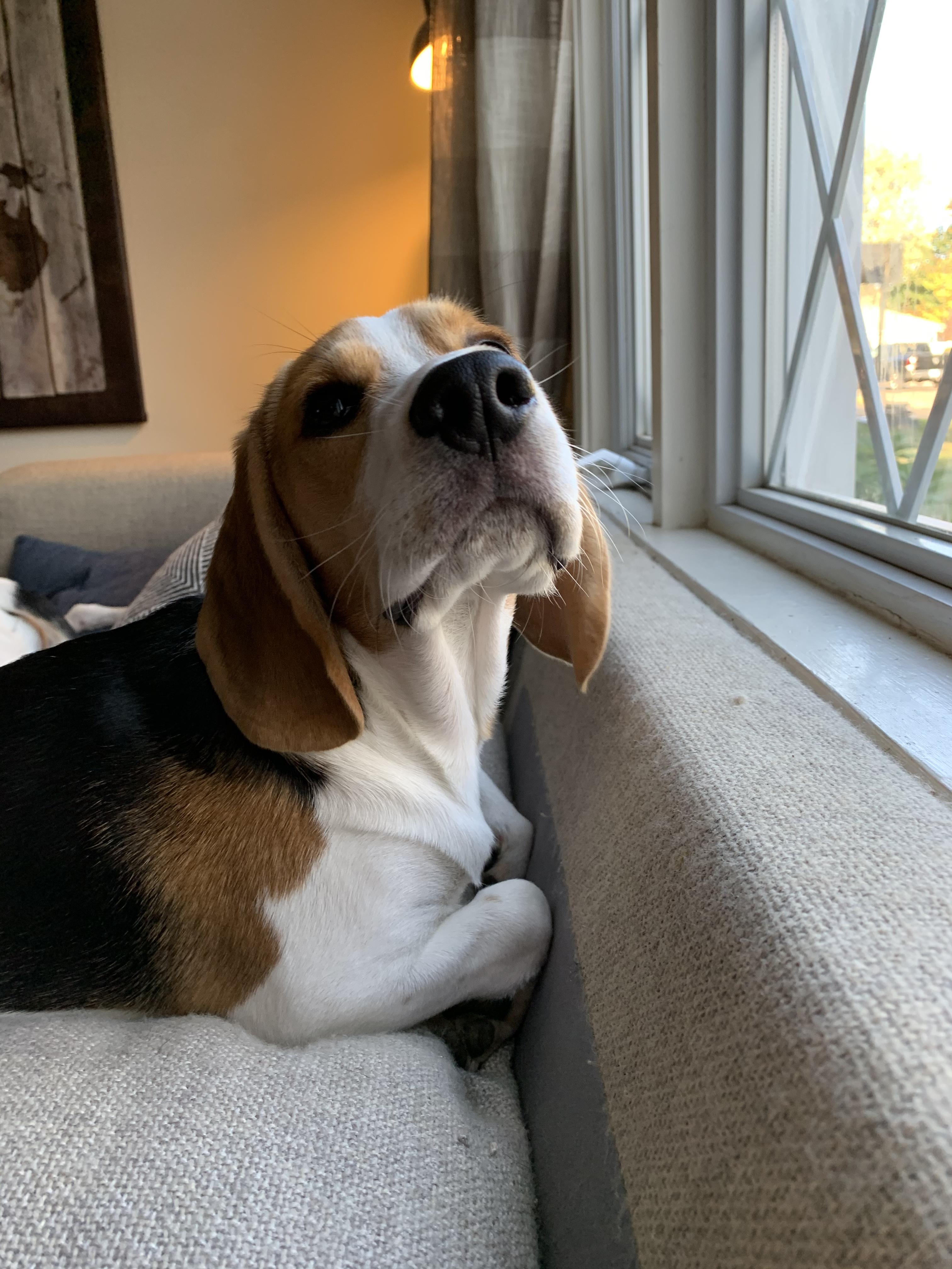 Mr. Duke being a cute boy | Scrolller