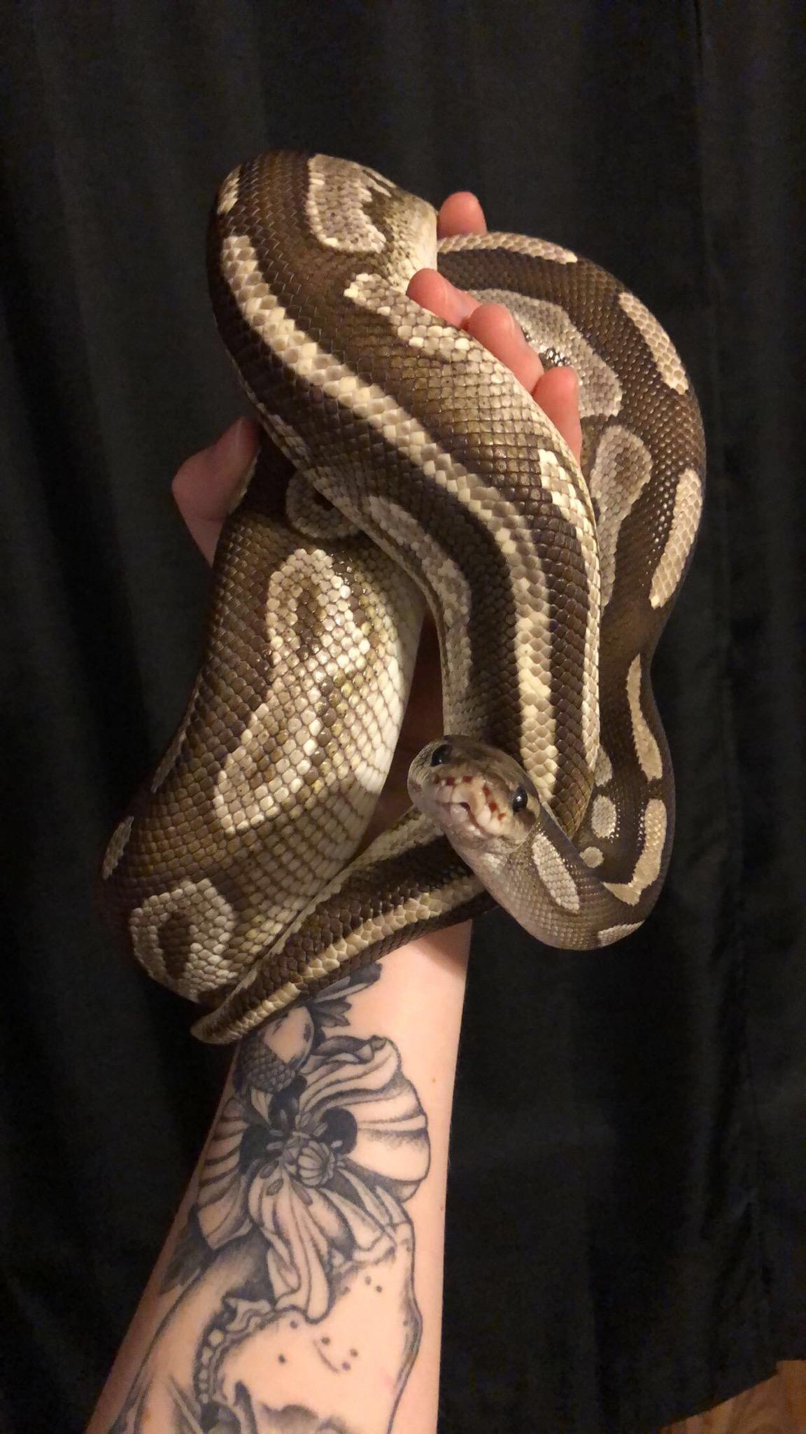 Mr. Noodle says good morning | Scrolller