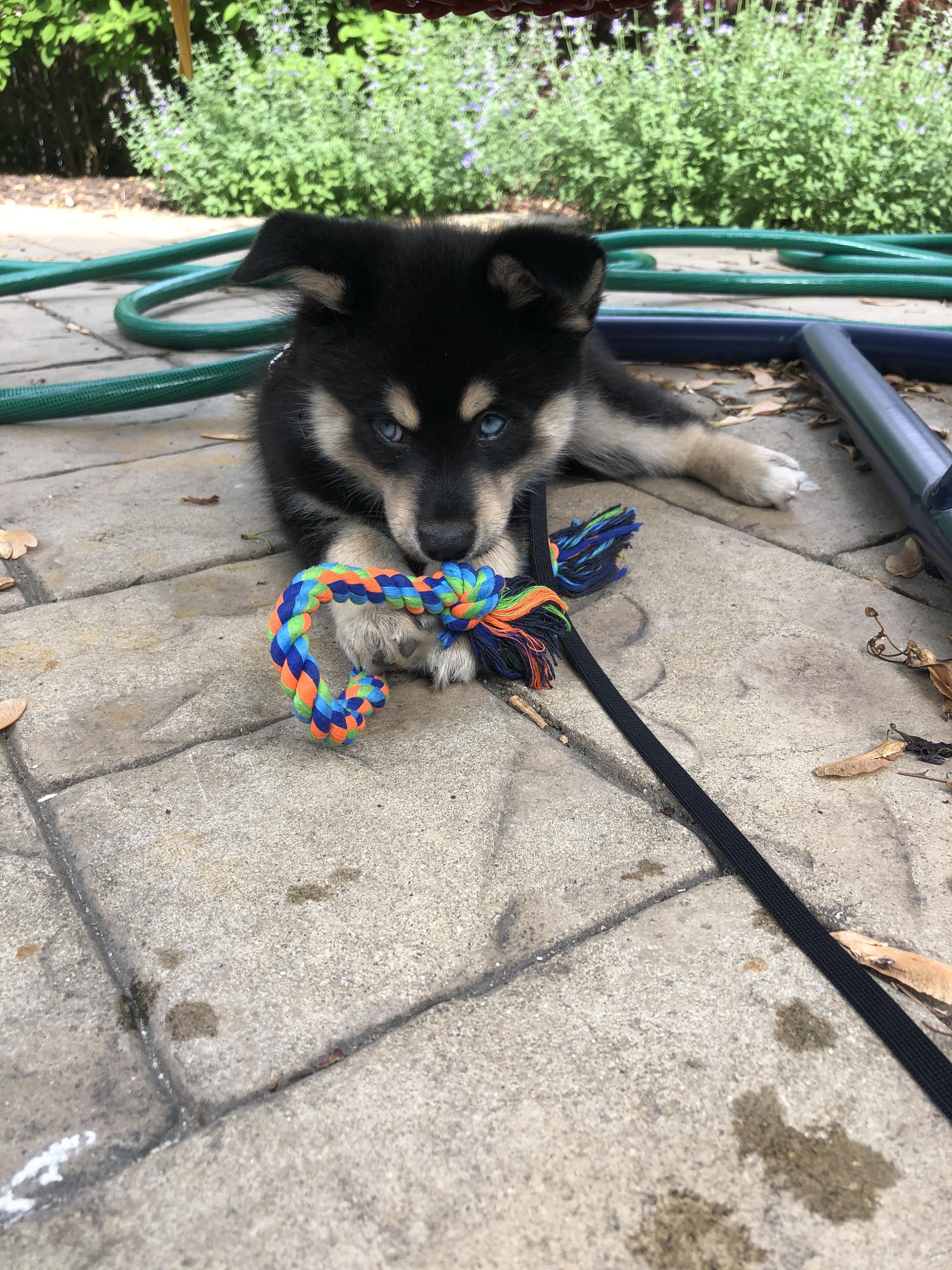 Mr. S’mores the Pomsky is home! | Scrolller