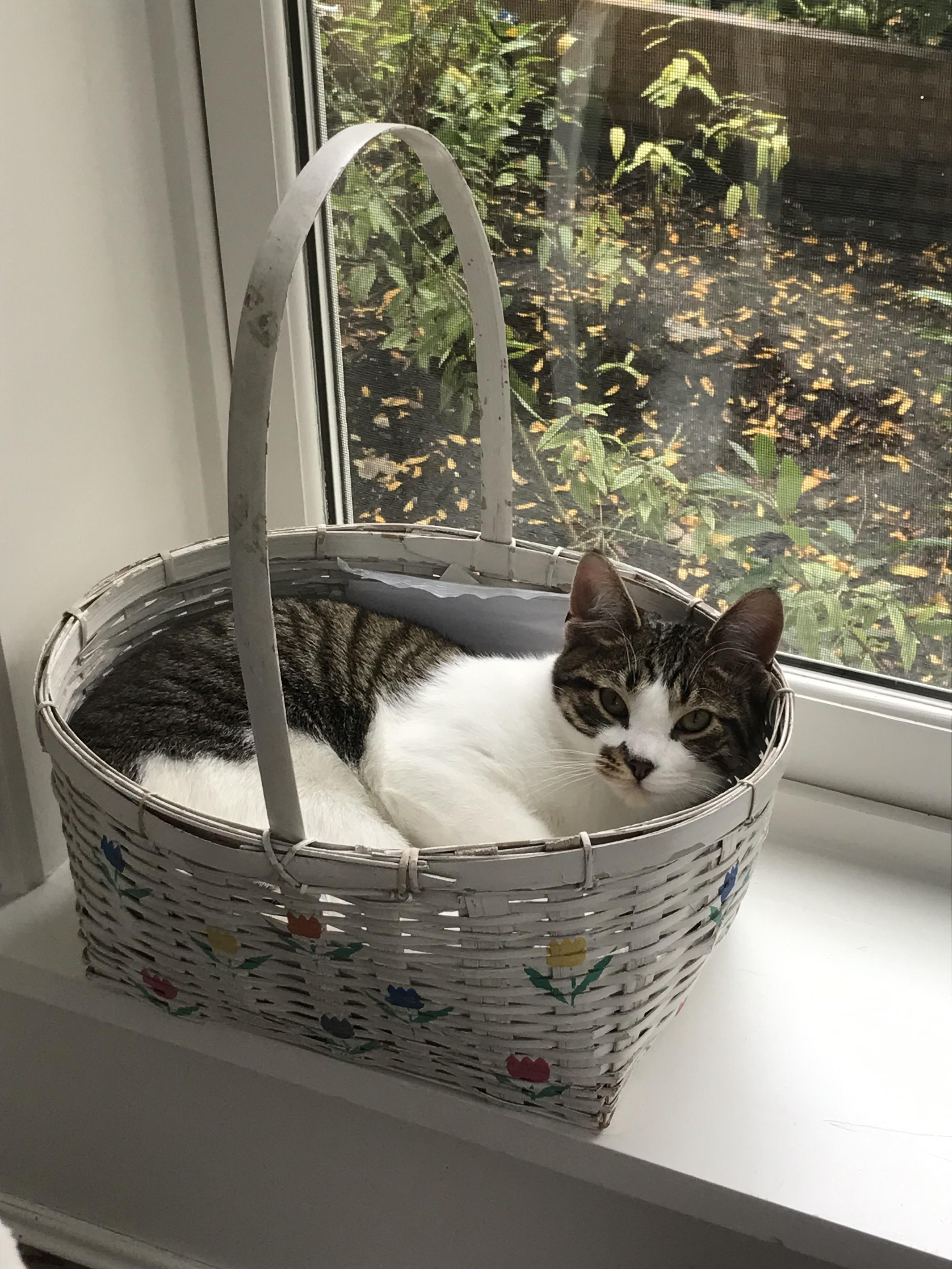 mr theodore and his basket | Scrolller