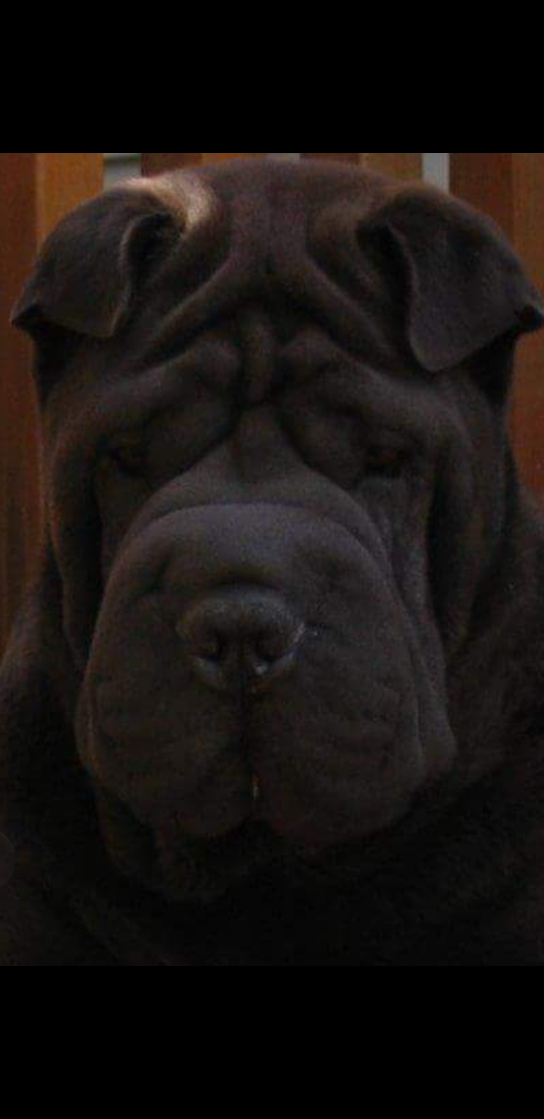 Mr. Wrinkles | Scrolller