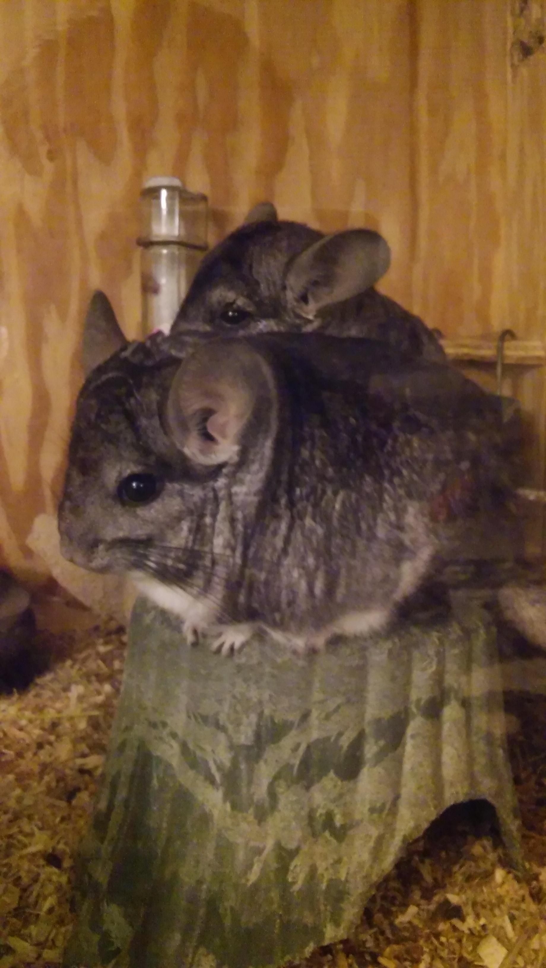 Mufasa loves posing for pictures. | Scrolller