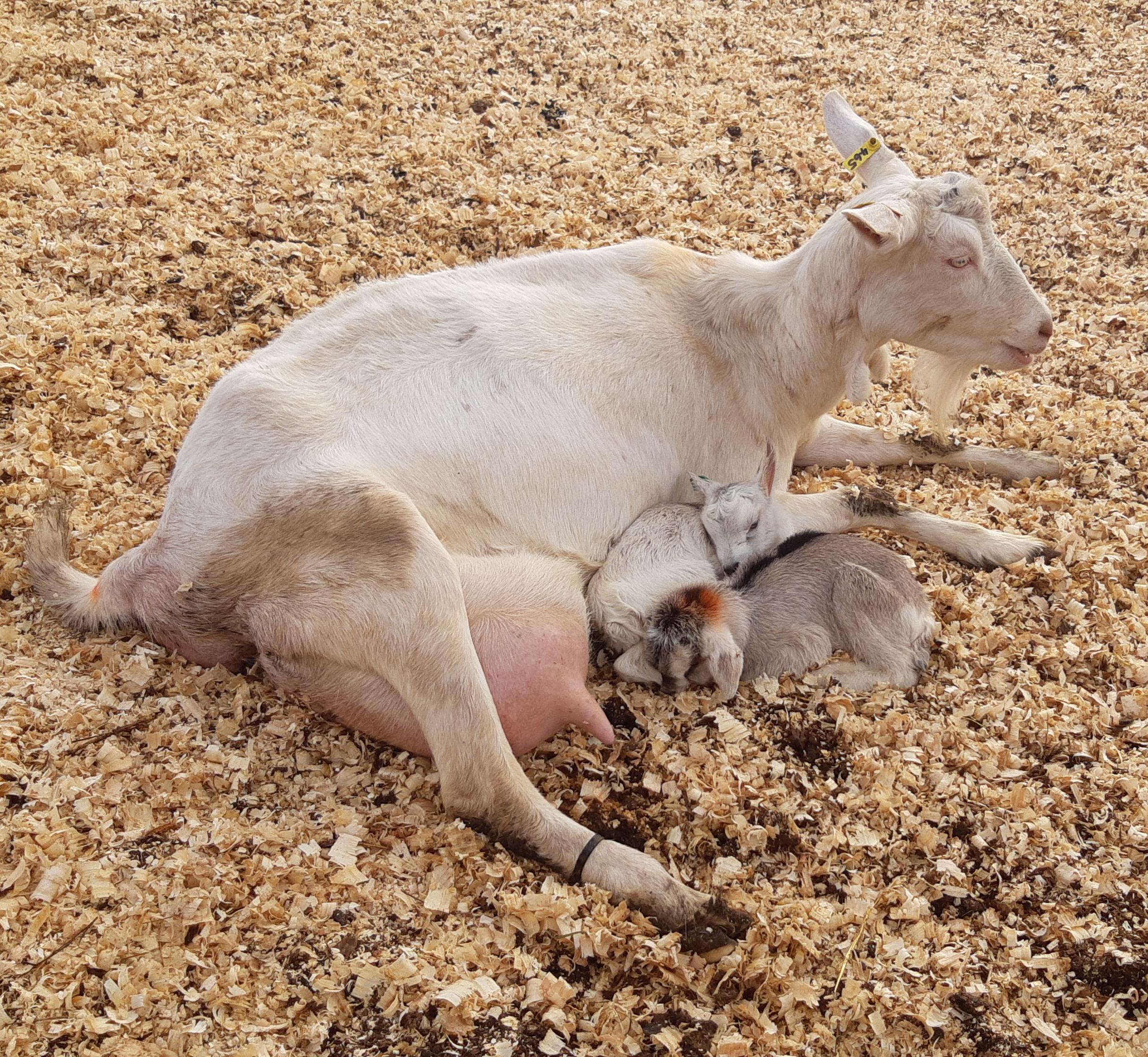 Mum and babies | Scrolller