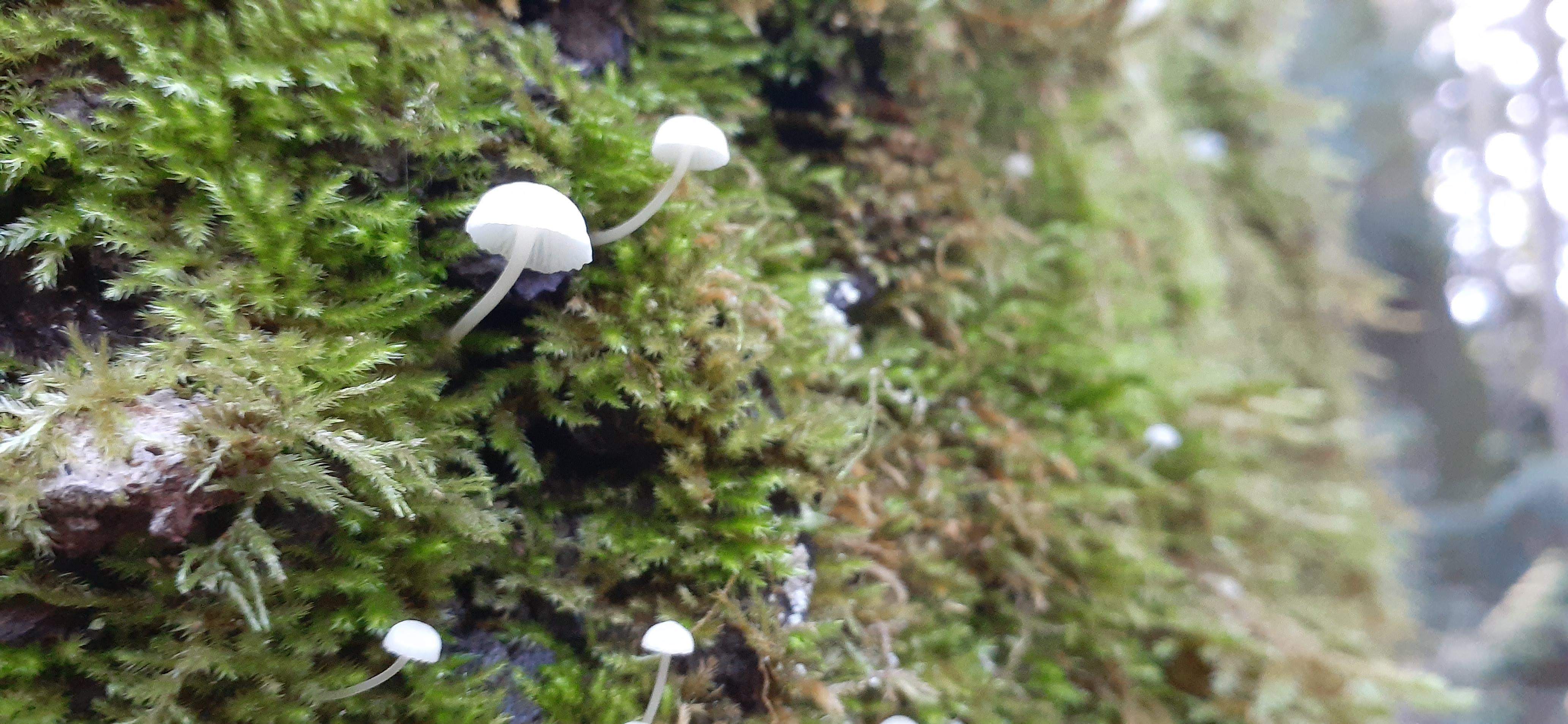 Mushroom forest on tree trunk | Scrolller