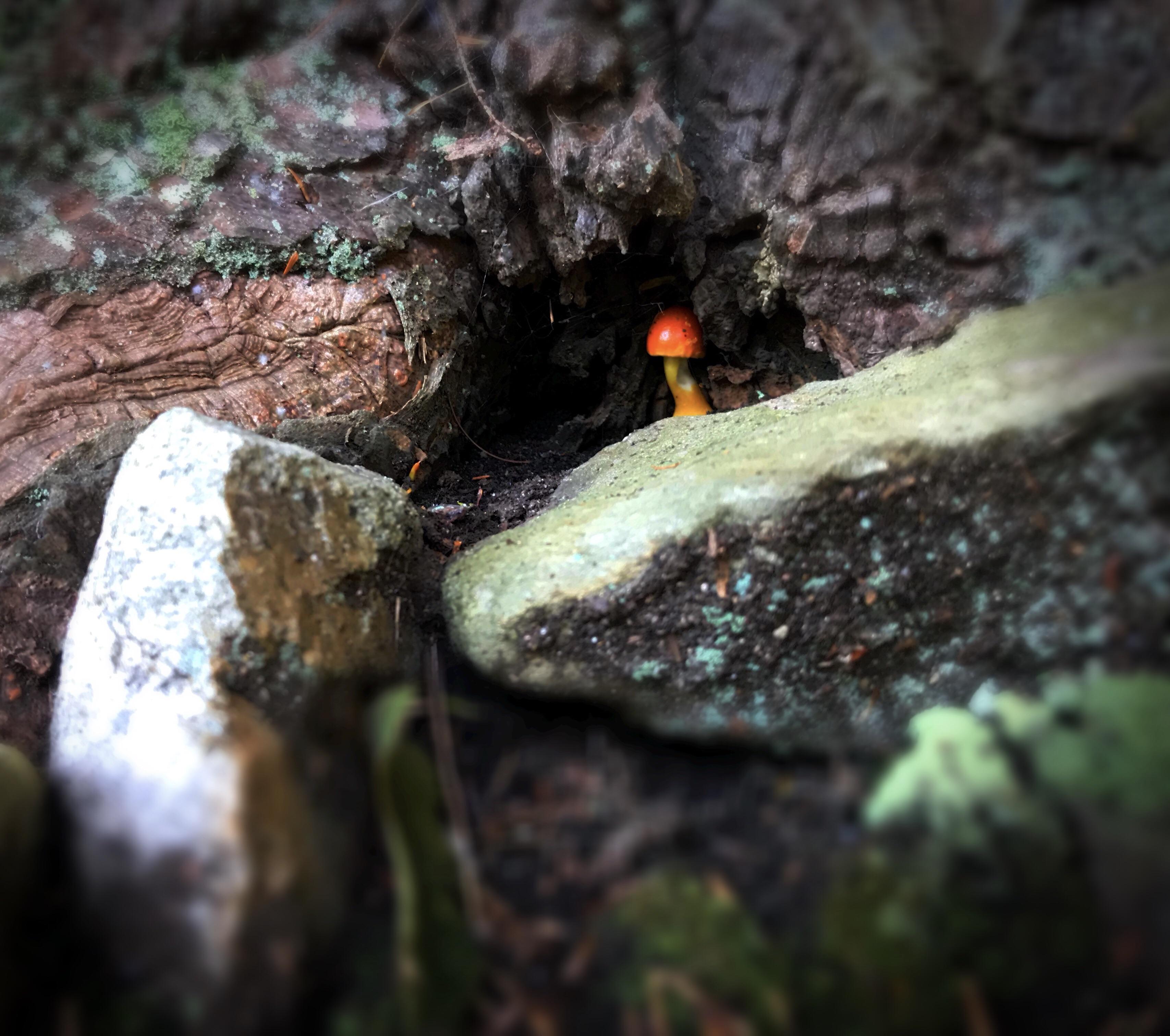 Mushroom having second thoughts about exploring cave... | Scrolller
